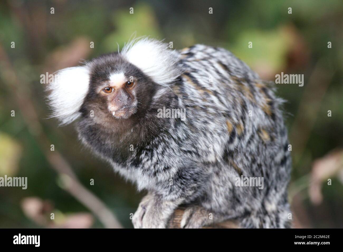 Common Marmoset (Callithrix jacchus Stock Photo - Alamy