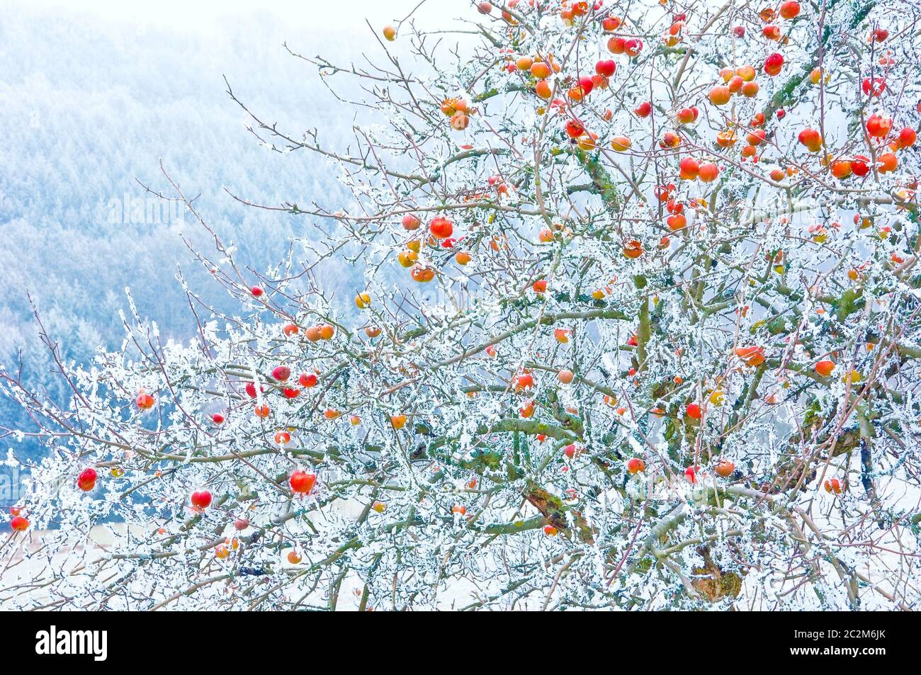 Frostbitten apples hi-res stock photography and images - Alamy