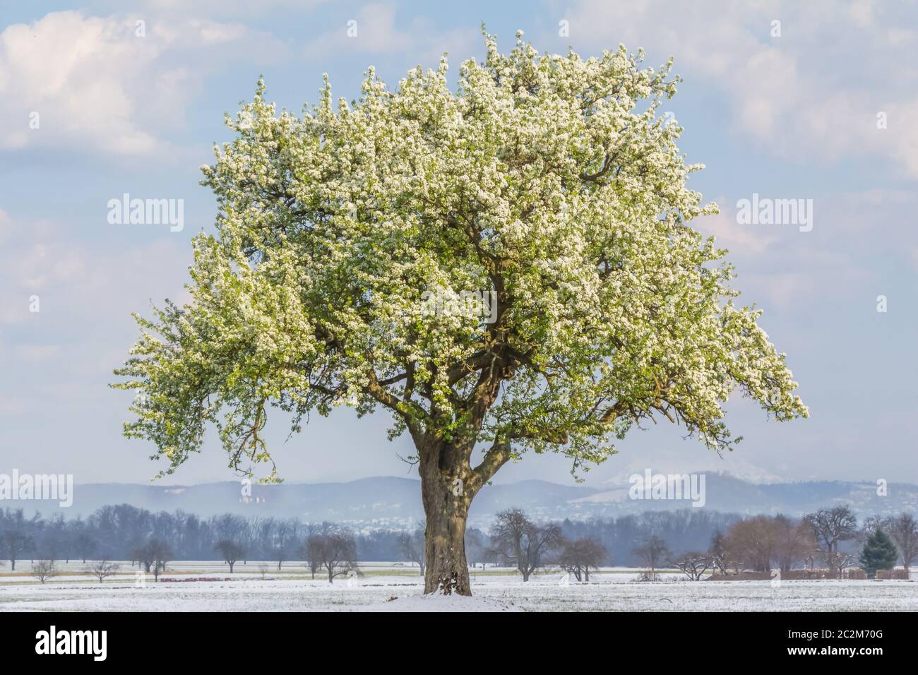 Global warming weather with single big tree in nature. Artificial ...