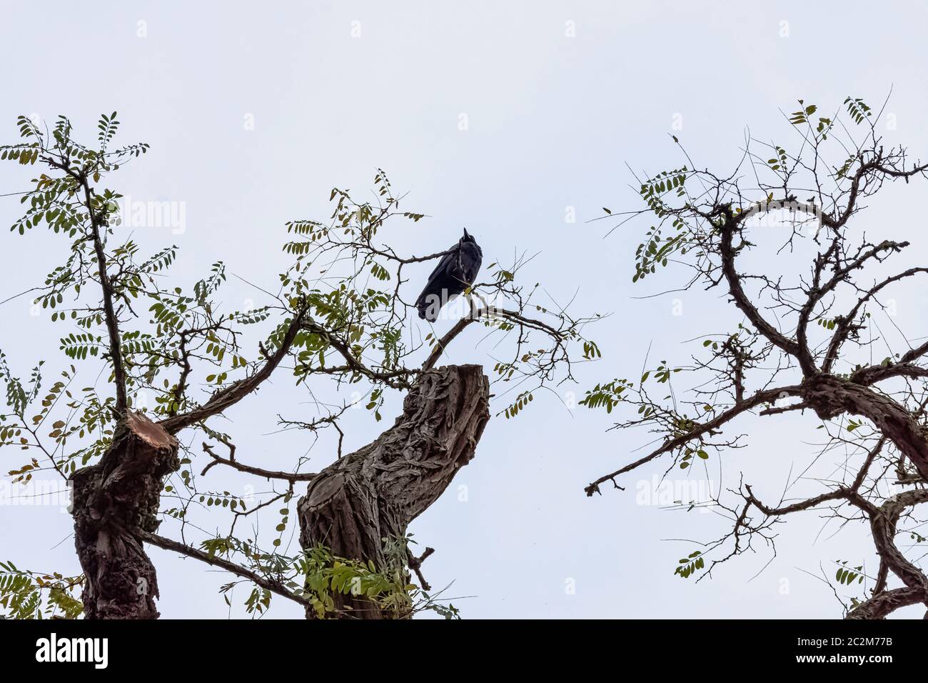 Raven tree uk hi-res stock photography and images - Alamy