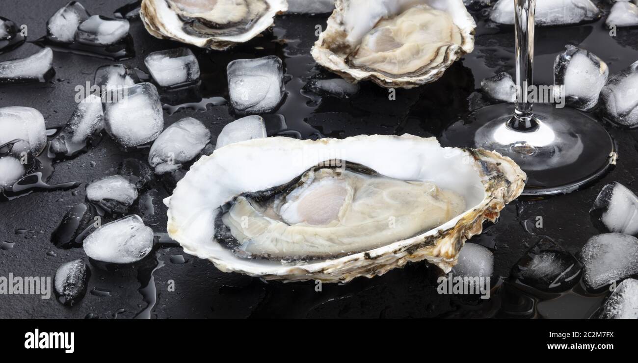 French Belon Oyster High Resolution Stock Photography and Images - Alamy