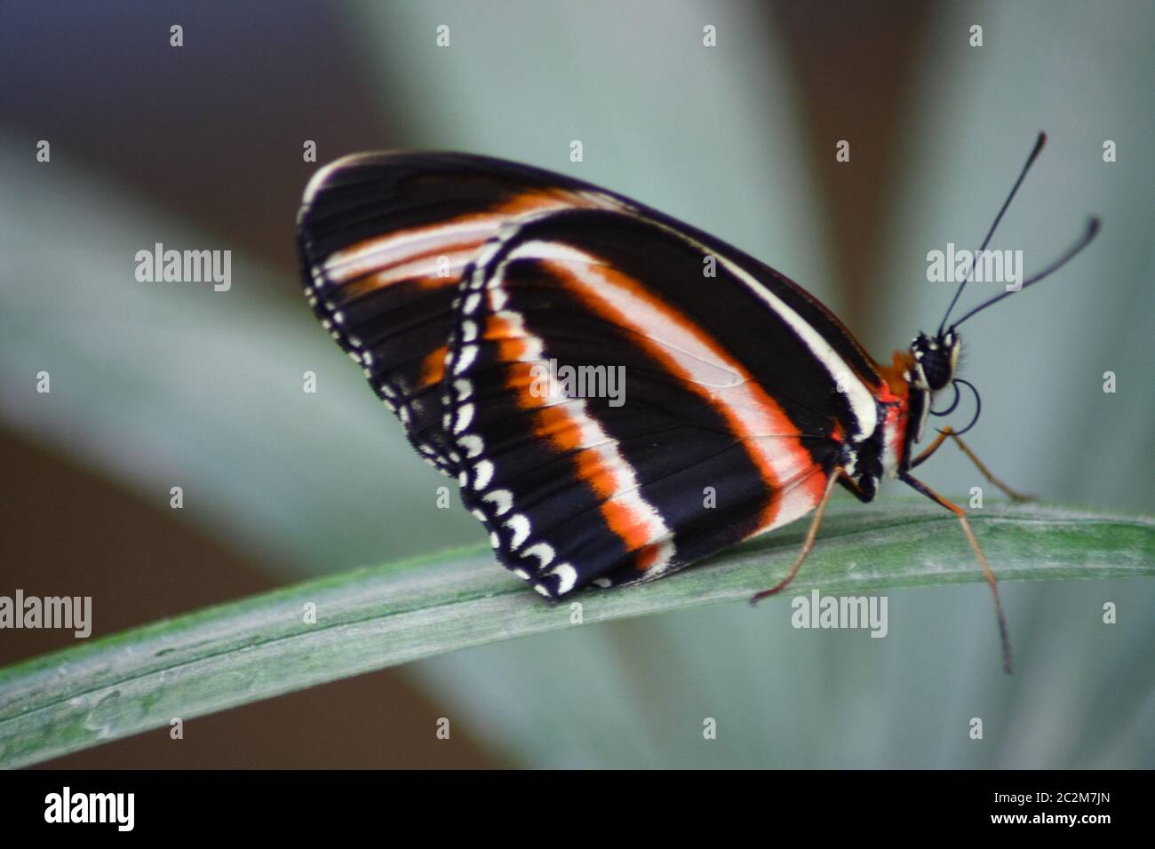 A very nice colorful butterfly Stock Photo - Alamy