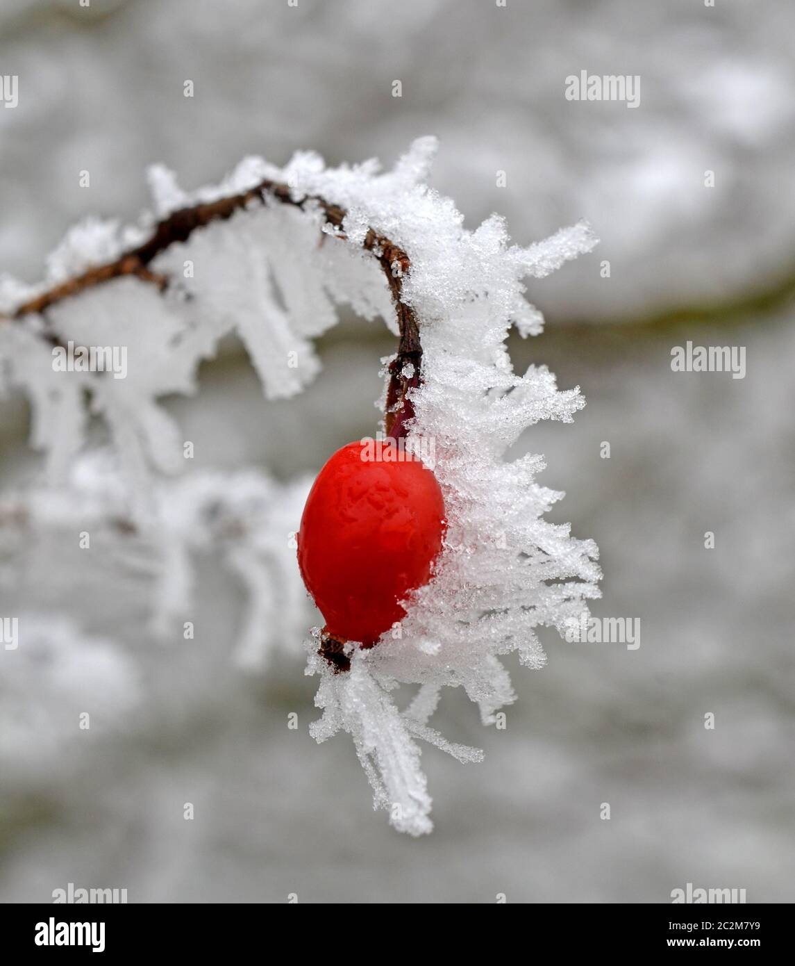 Shrup hi-res stock photography and images - Alamy