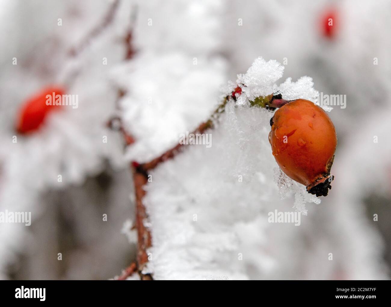 Rose hip shrub hi-res stock photography and images - Alamy
