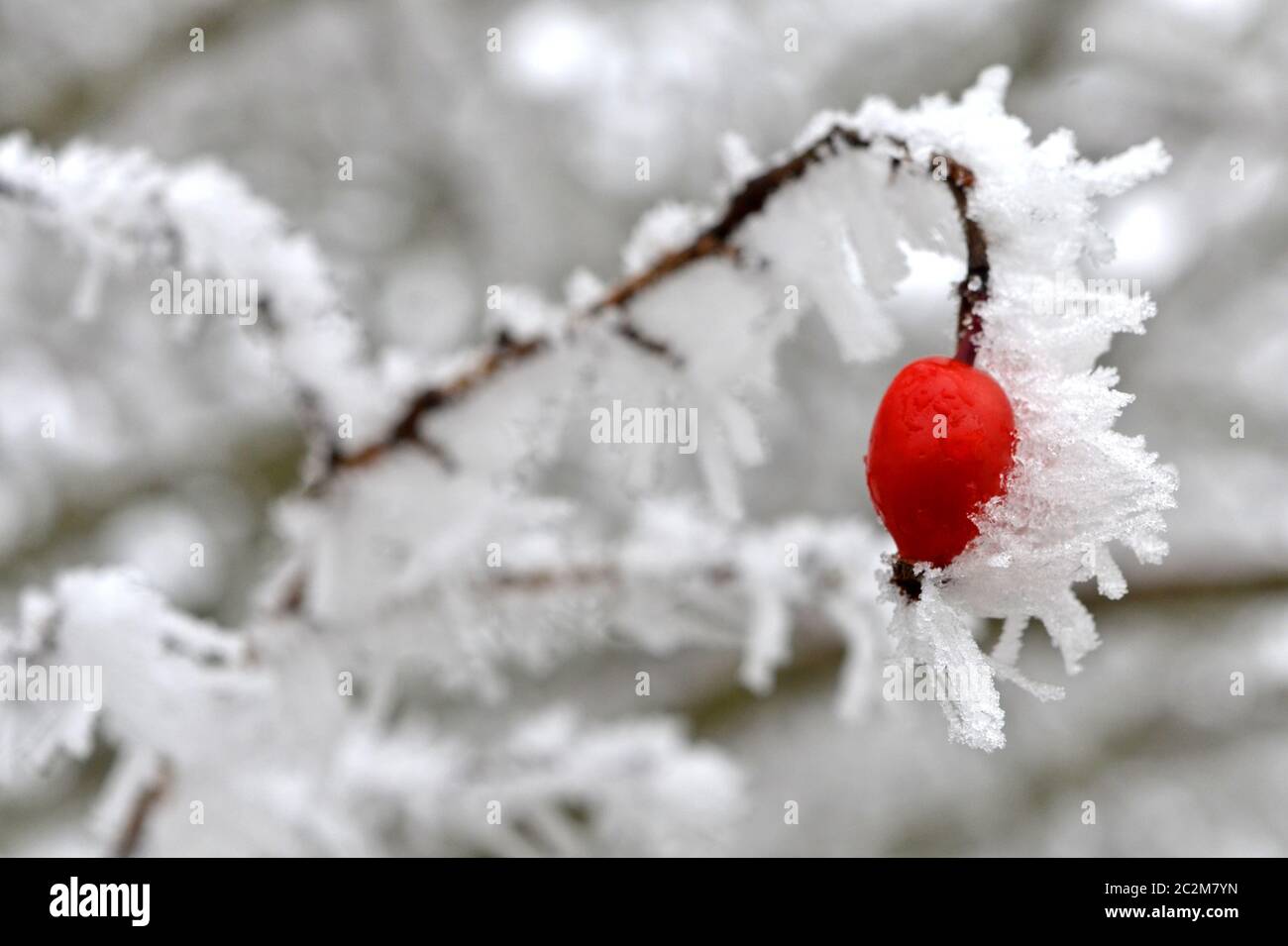 Rose hip shrub hi-res stock photography and images - Alamy