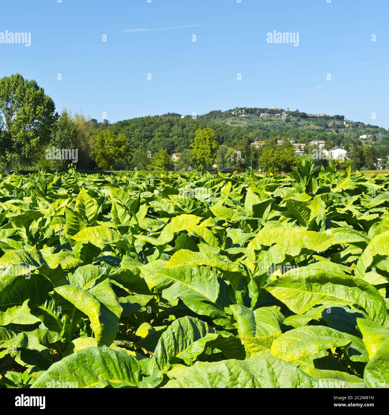 Tobbaco hi-res stock photography and images - Alamy
