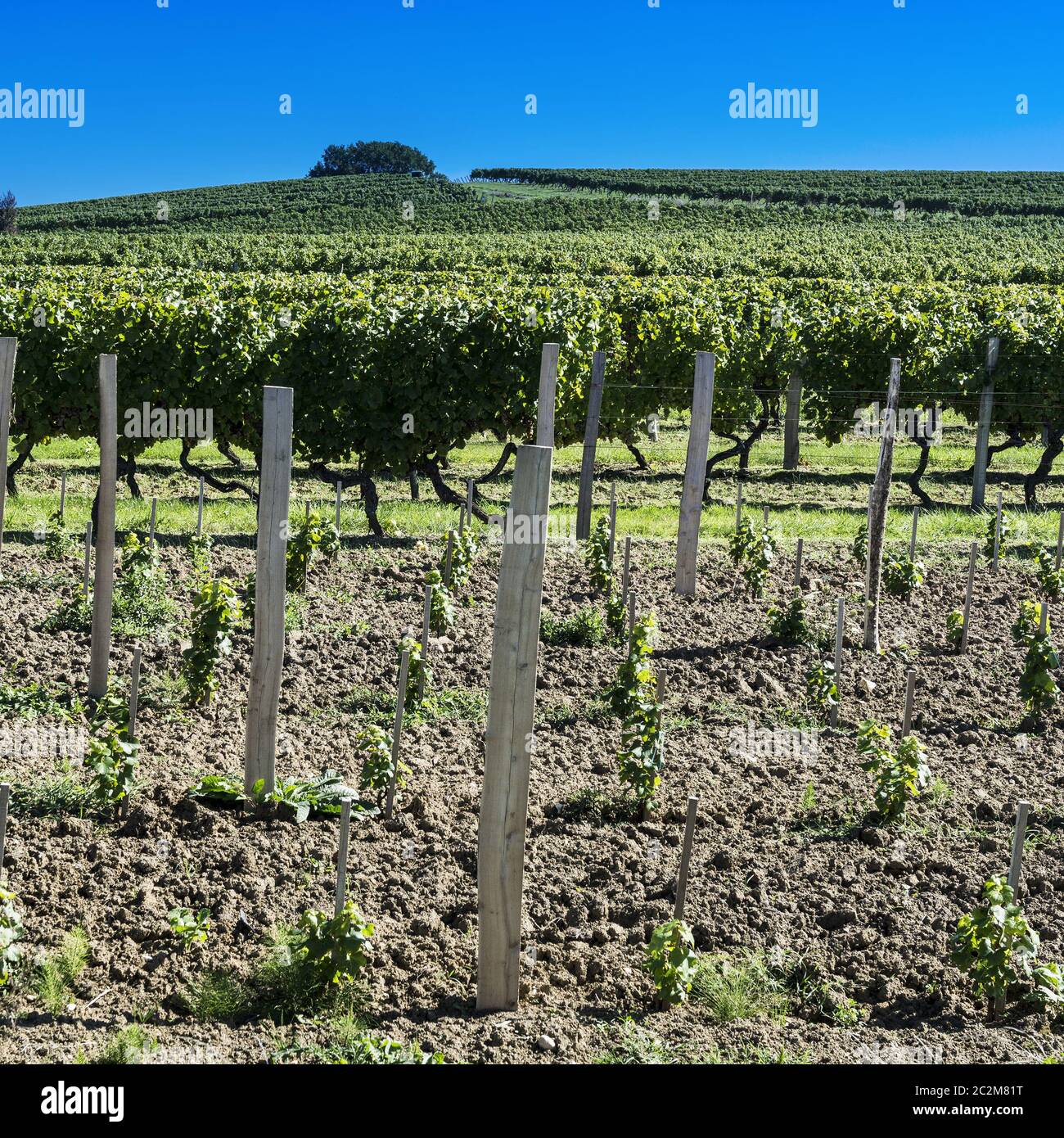 Rows of vineyards before harvesting Stock Photo - Alamy