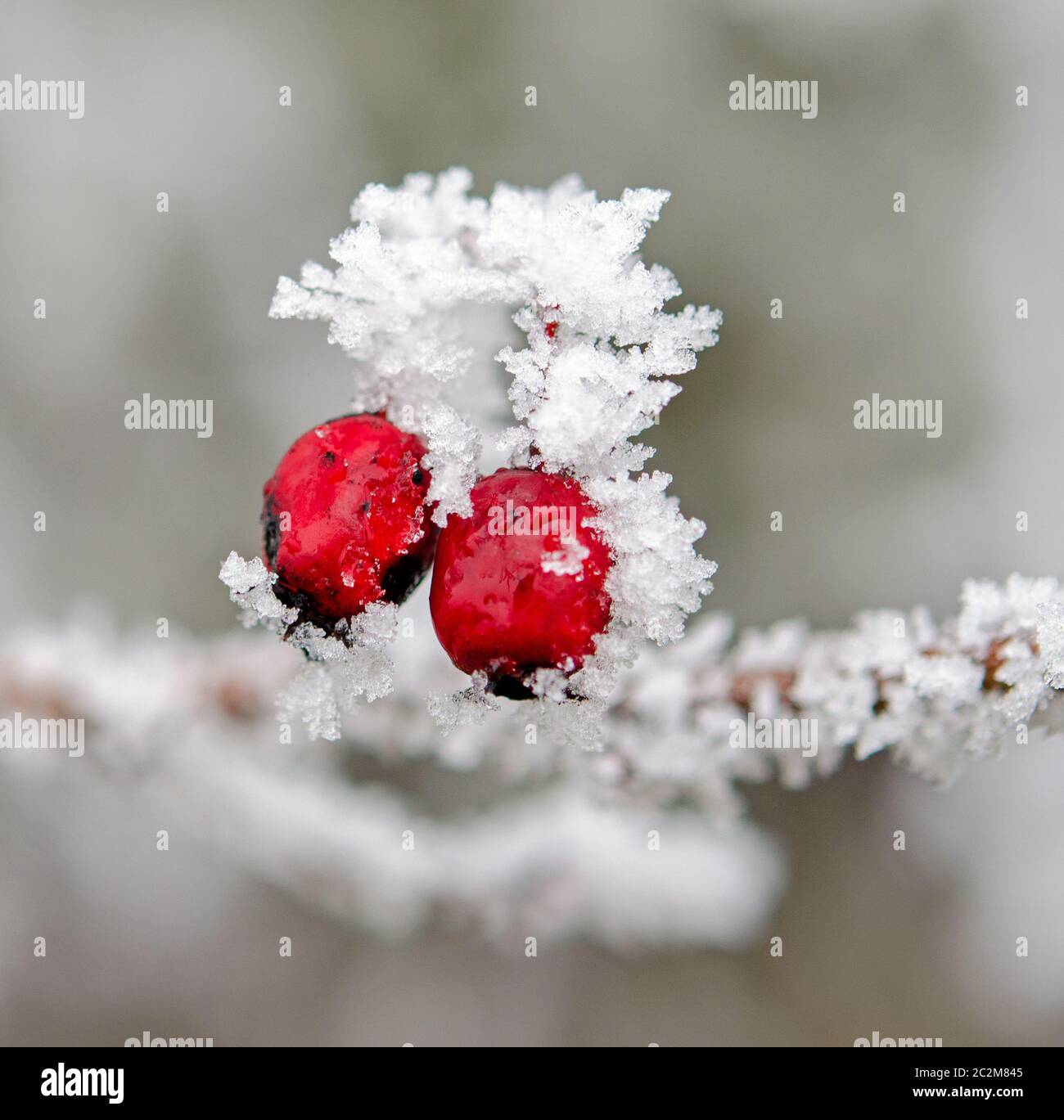 Hawthorn bush hi-res stock photography and images - Alamy