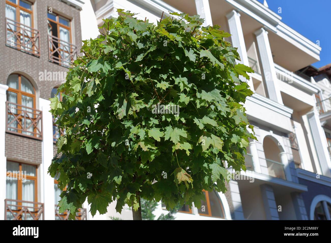 Green foliage of the maple tree in the shape of a ball Stock Photo - Alamy