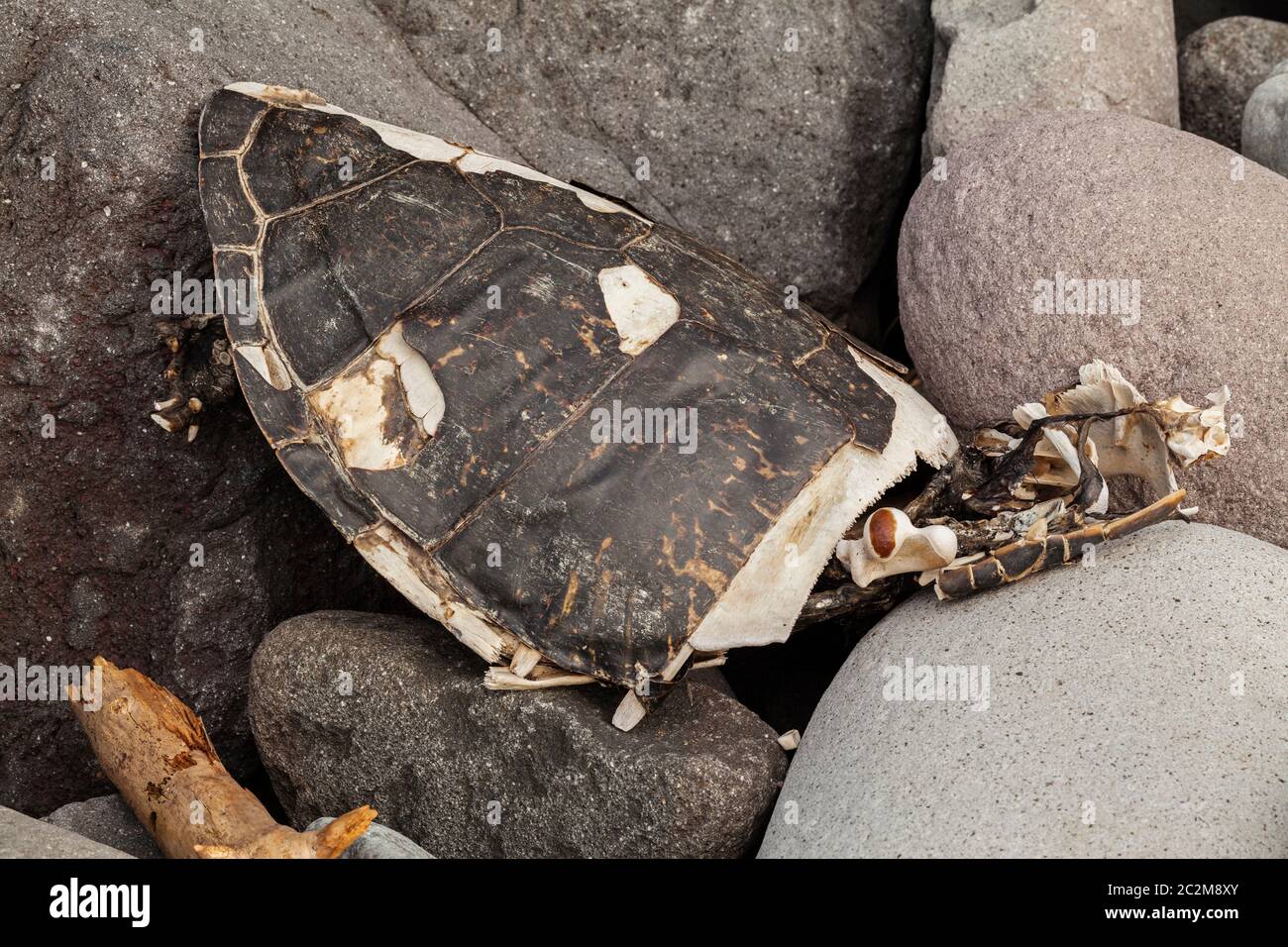 Dead turtle Skeleton lying on seashore between stones Stock Photo - Alamy