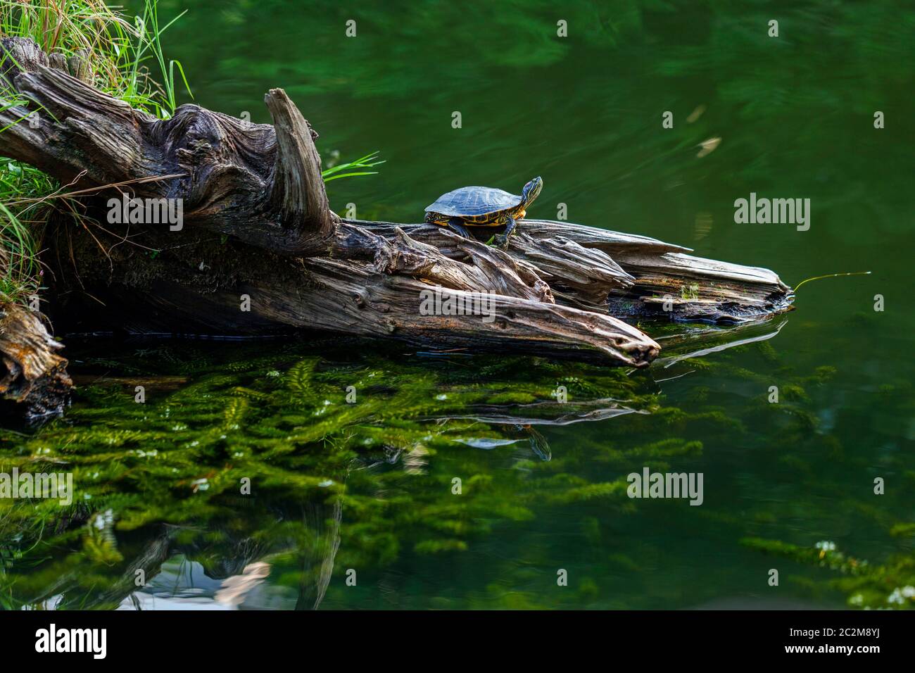 The turtle is basking in the sun on a log in the middle of the lake ...