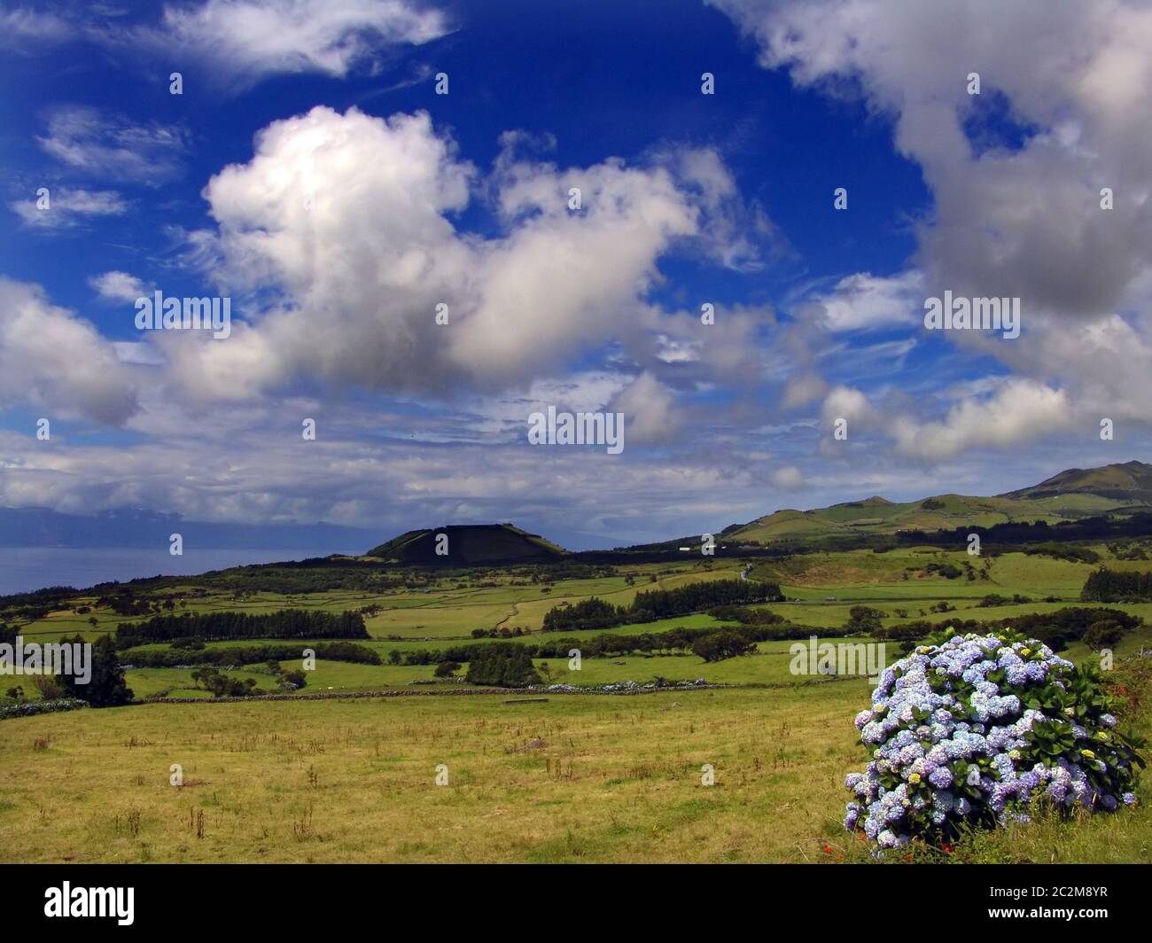 azores landscape and flowers Stock Photo - Alamy