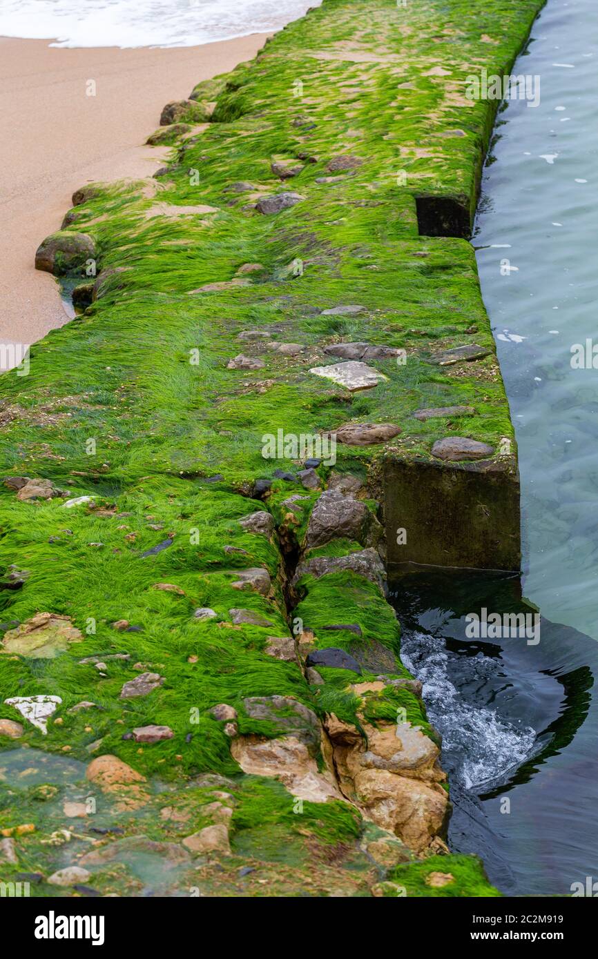 Green moss on water border in natural pool. Horisontal photo Stock ...