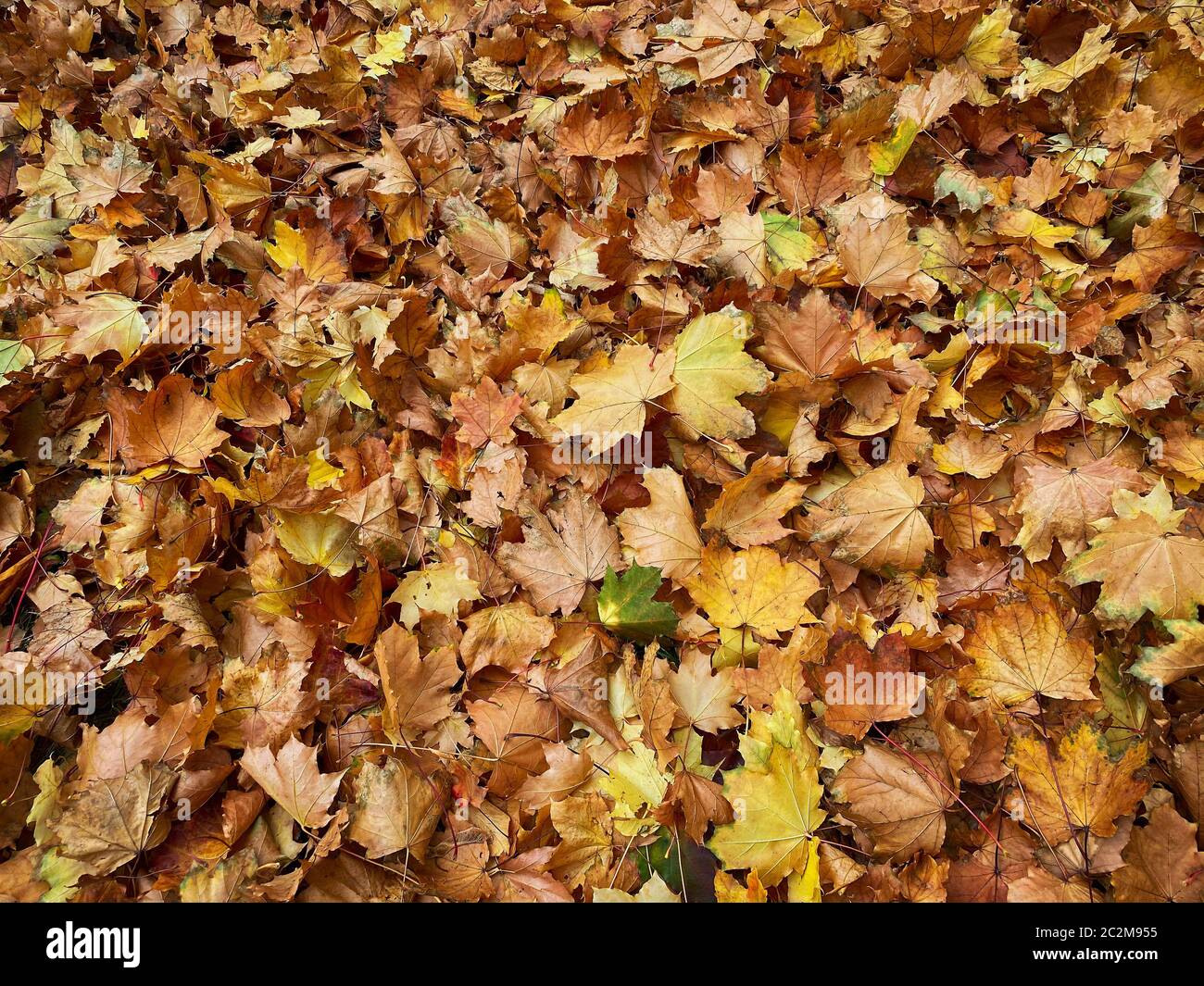 Lush Foliage Autumn, leaves from deciduous tree in autumn leaf color ...