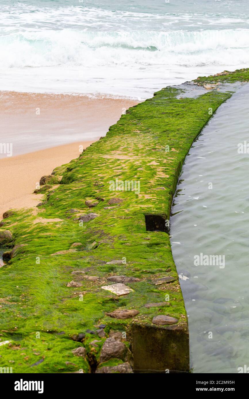Green moss on water border in natural pool. Horisontal photo Stock ...