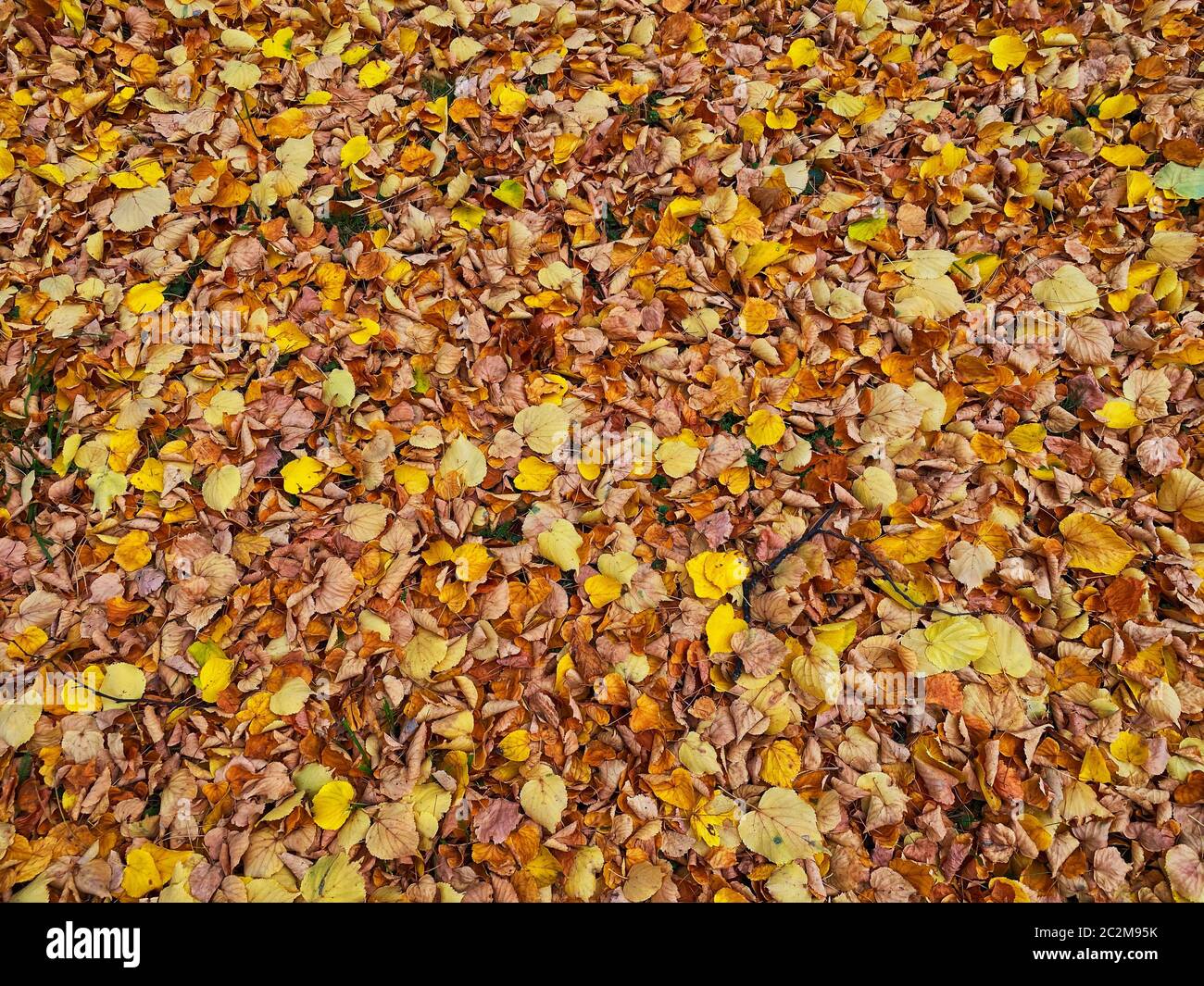 Lush Foliage Autumn, leaves from deciduous tree in autumn leaf color ...