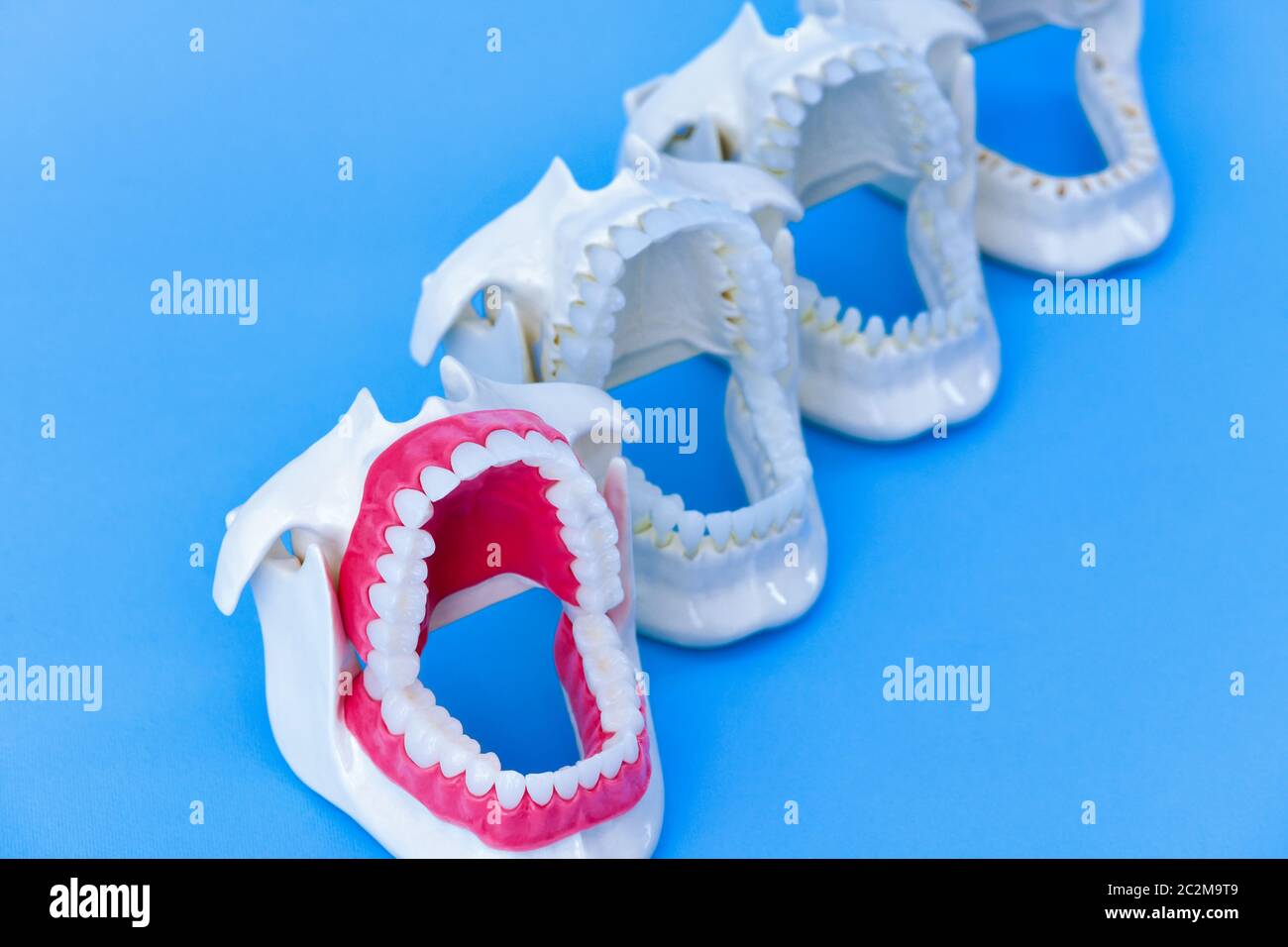 Dentist orthodontic teeth models Stock Photo - Alamy