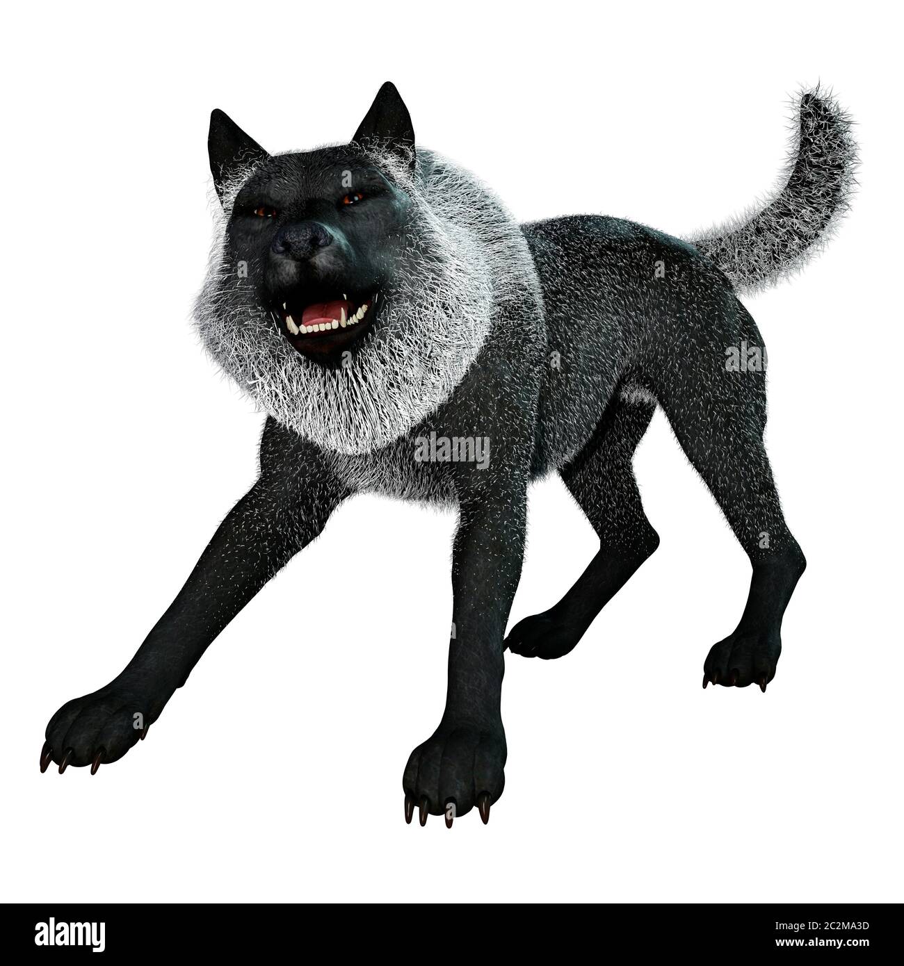 3D rendering of a black wolf isolated on white background Stock Photo ...