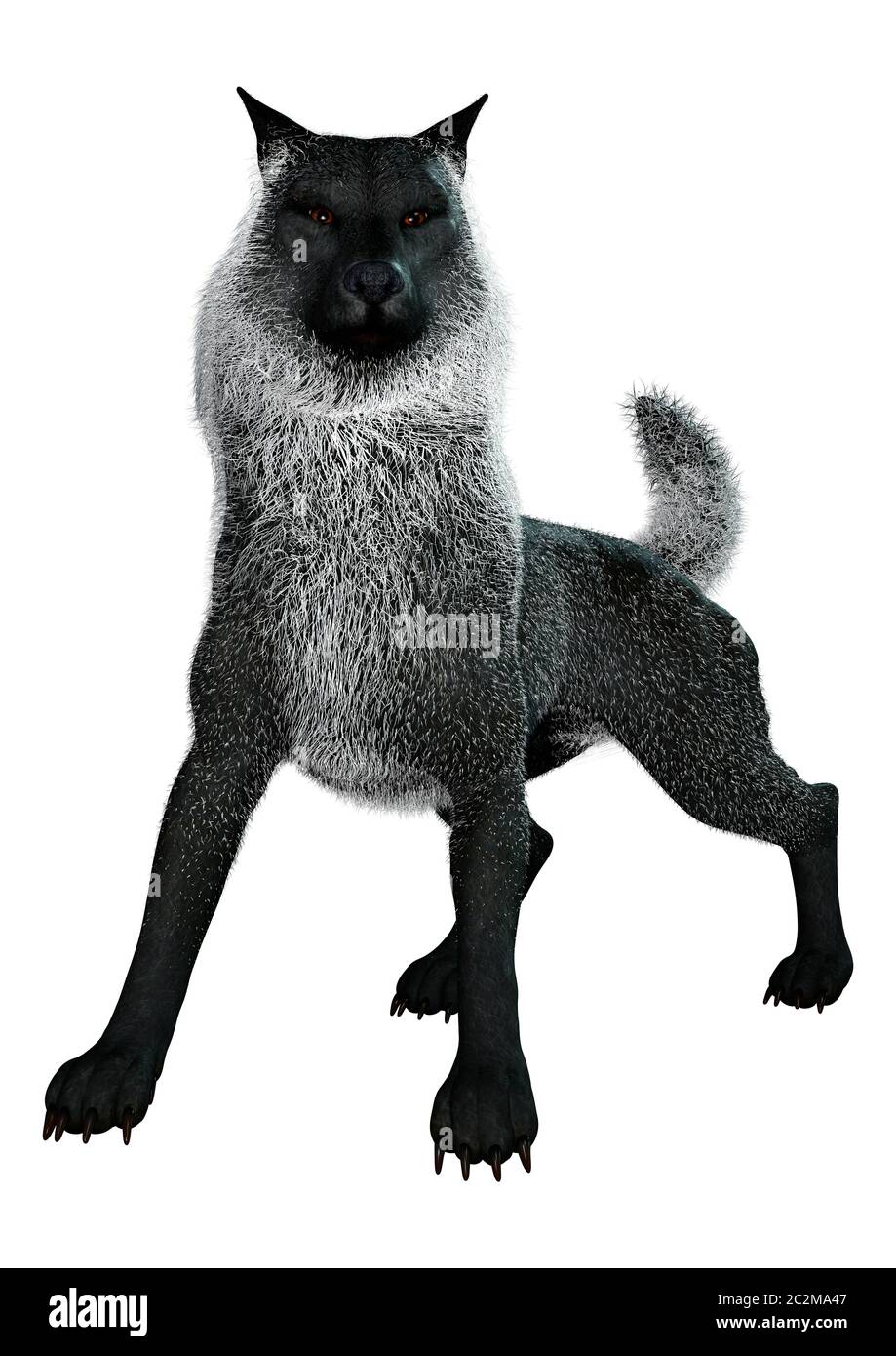 3D rendering of a black wolf isolated on white background Stock Photo ...