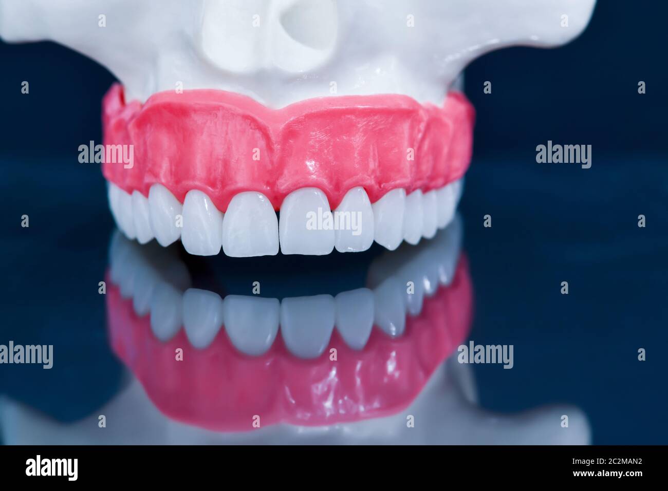 Upper human jaw model with a reflection on the glass Stock Photo - Alamy