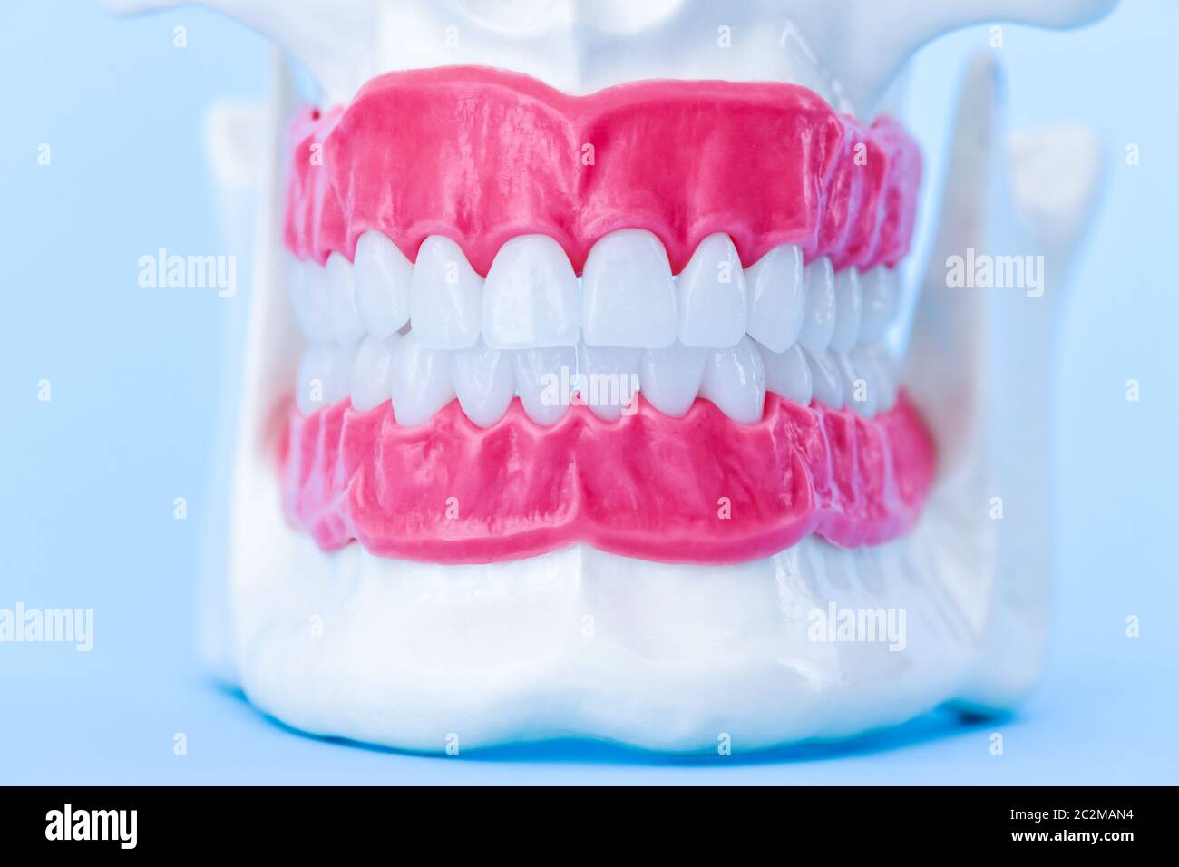 Human jaw with teeth and gums anatomy model Stock Photo - Alamy