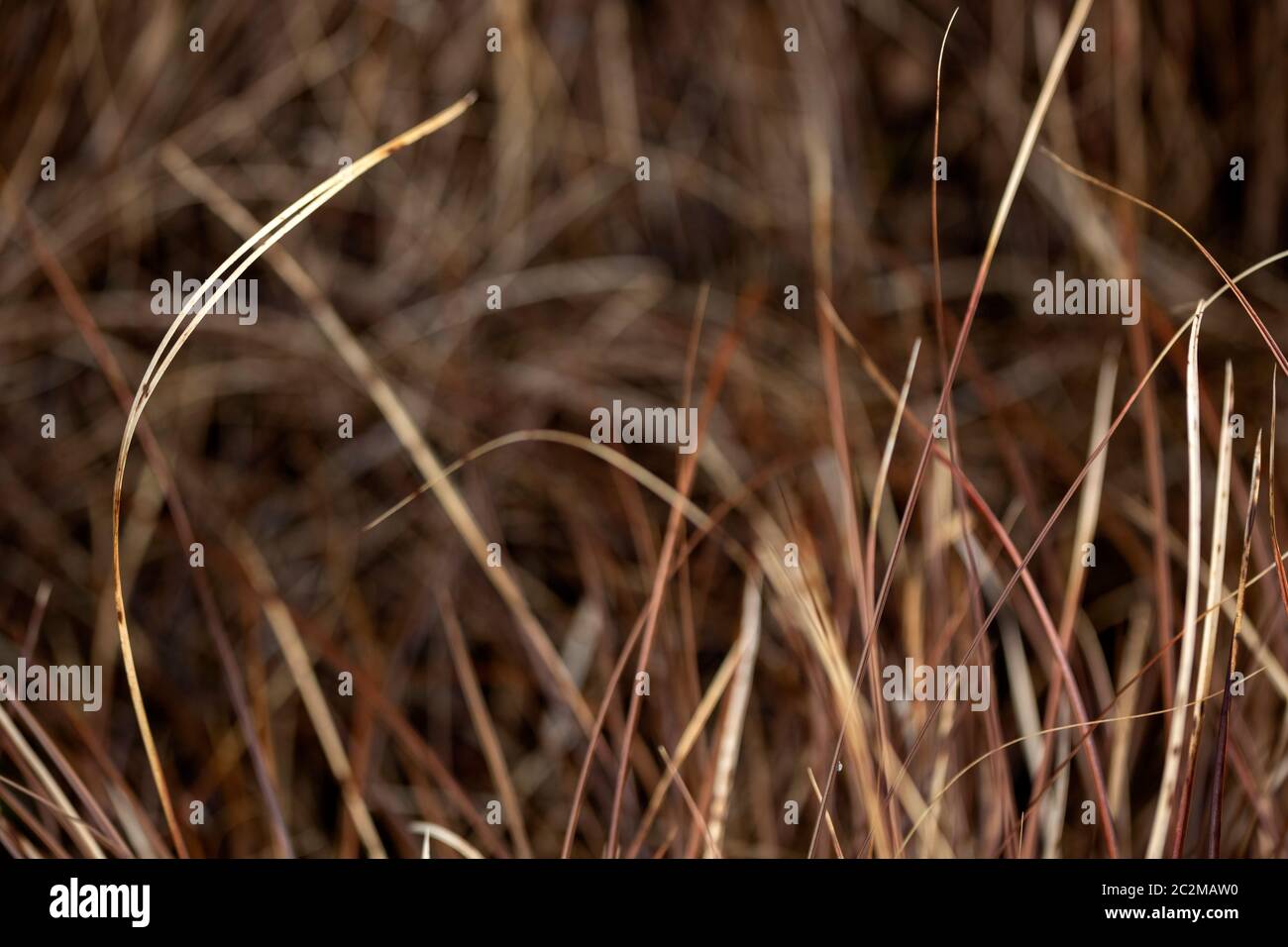 Grasses Texture High Resolution Stock Photography and Images - Alamy