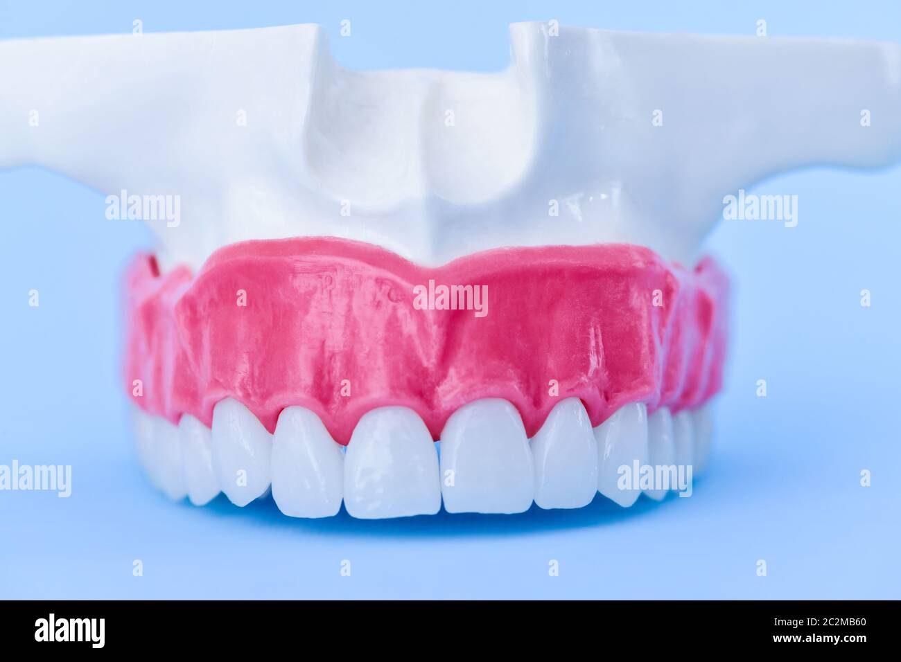 Human upper jaw anatomy model hi-res stock photography and images - Alamy