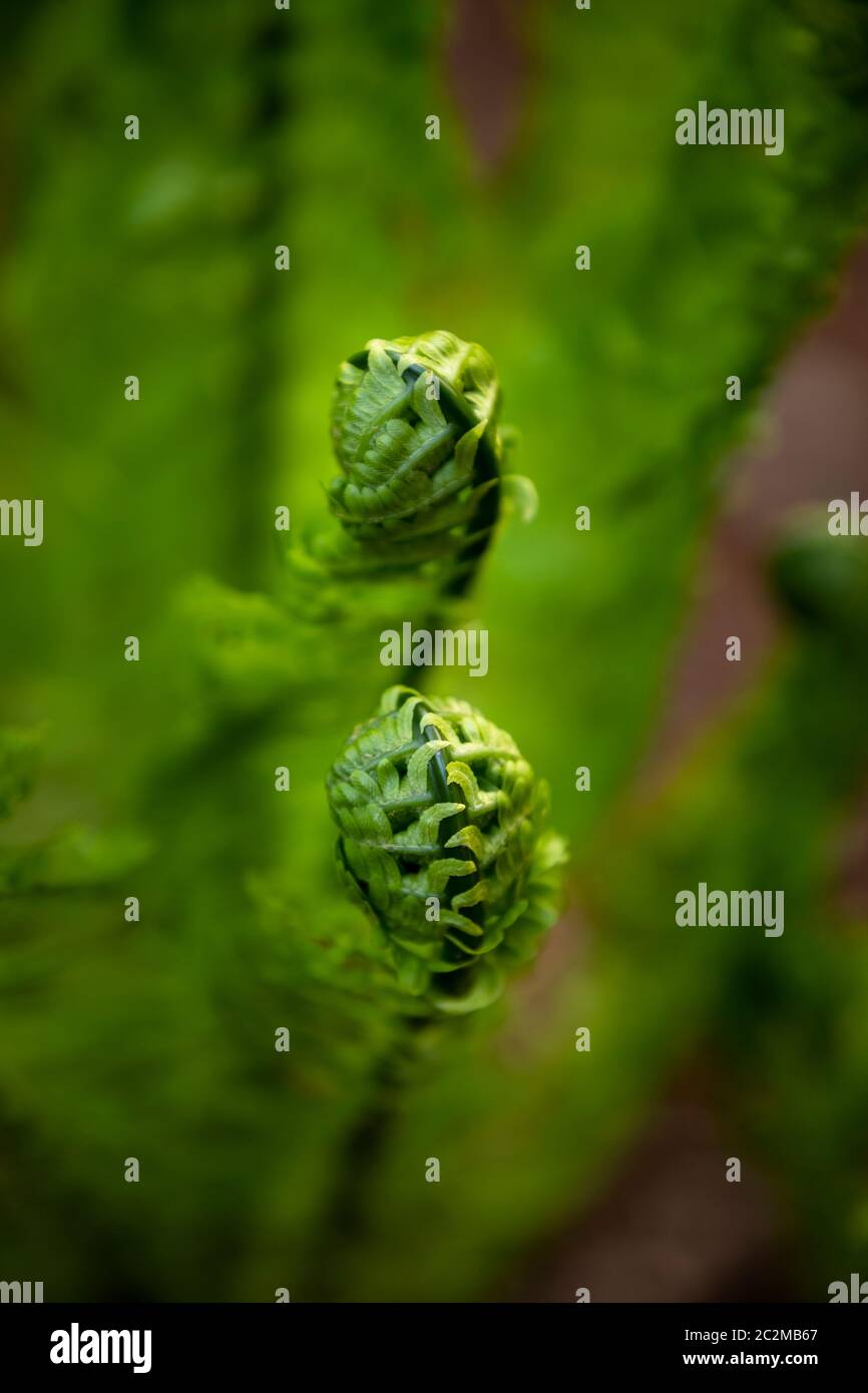 Curled ferns hi-res stock photography and images - Alamy