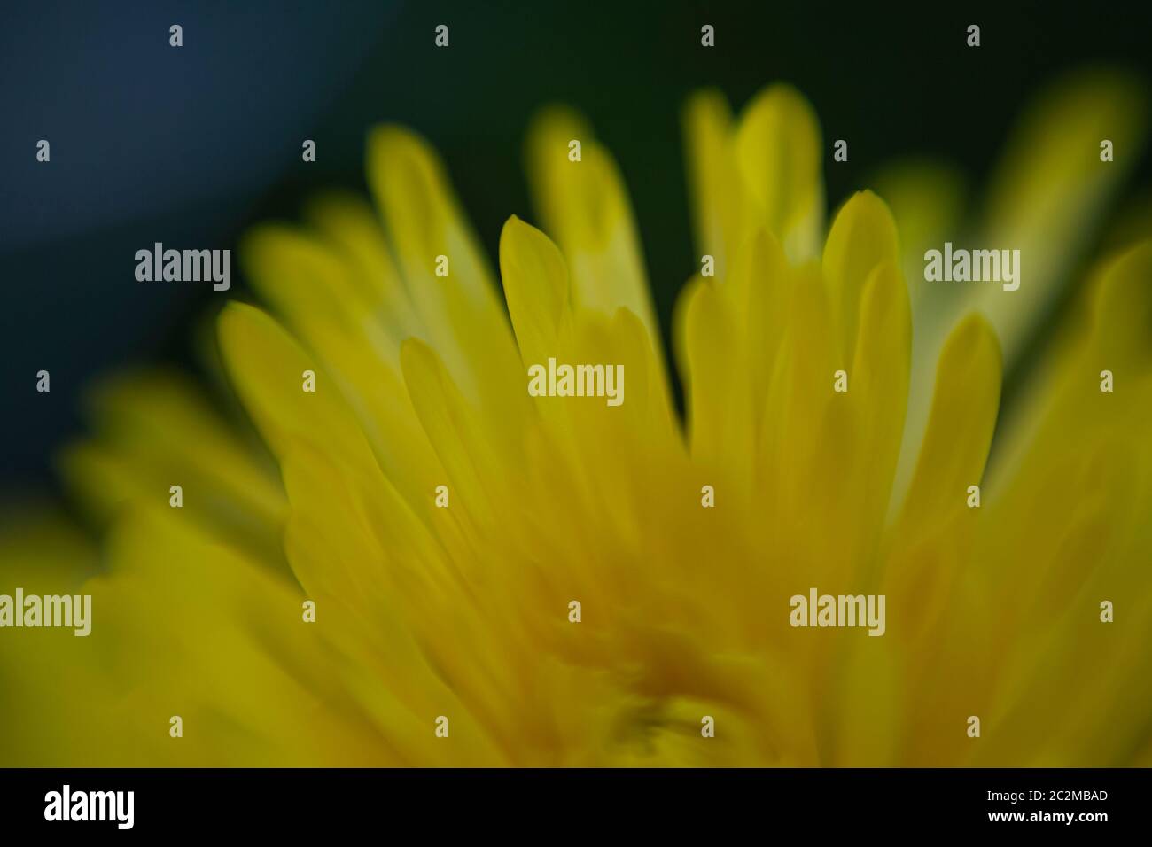 Open daisy hi-res stock photography and images - Alamy