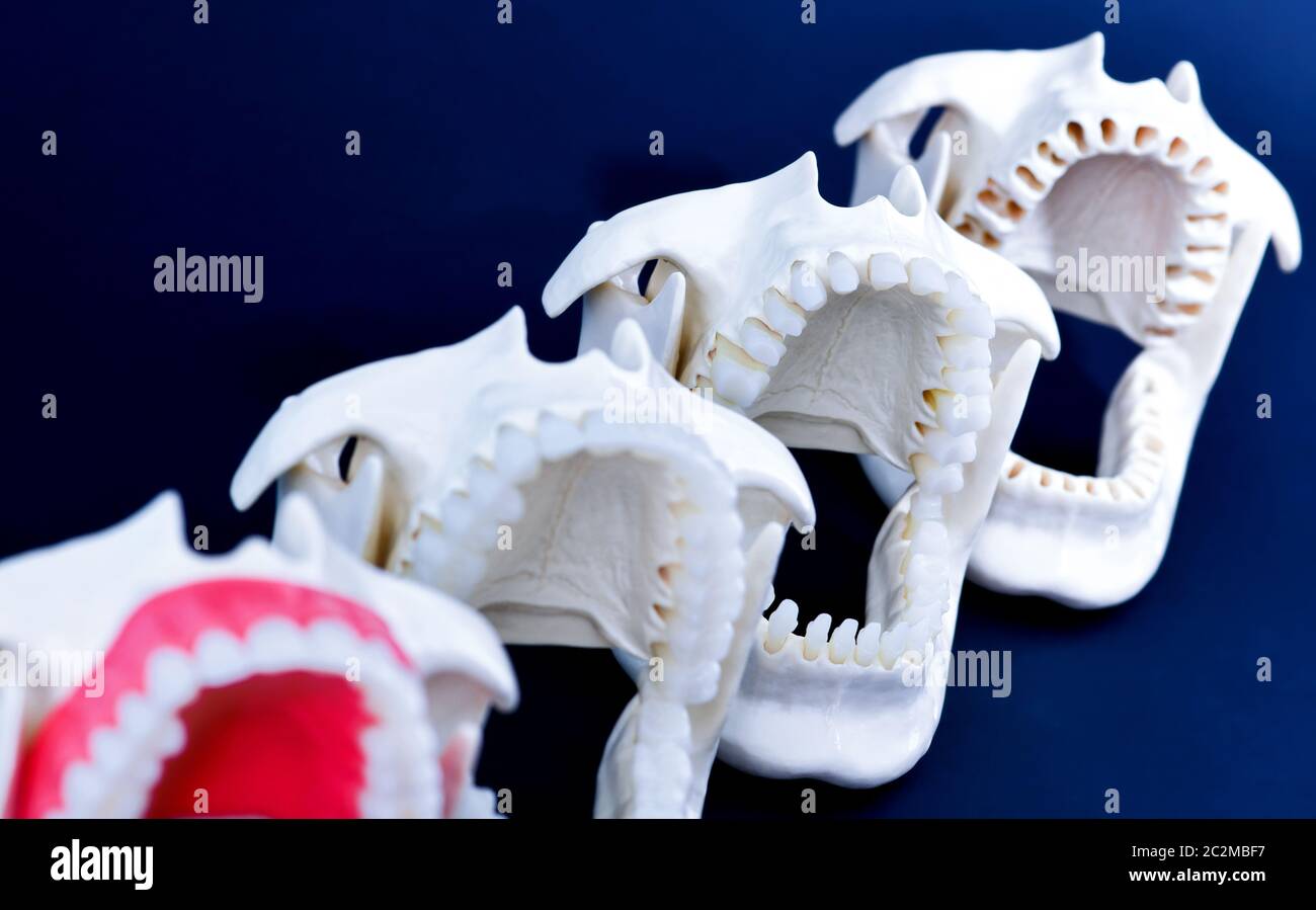 Dentist orthodontic teeth models Stock Photo - Alamy