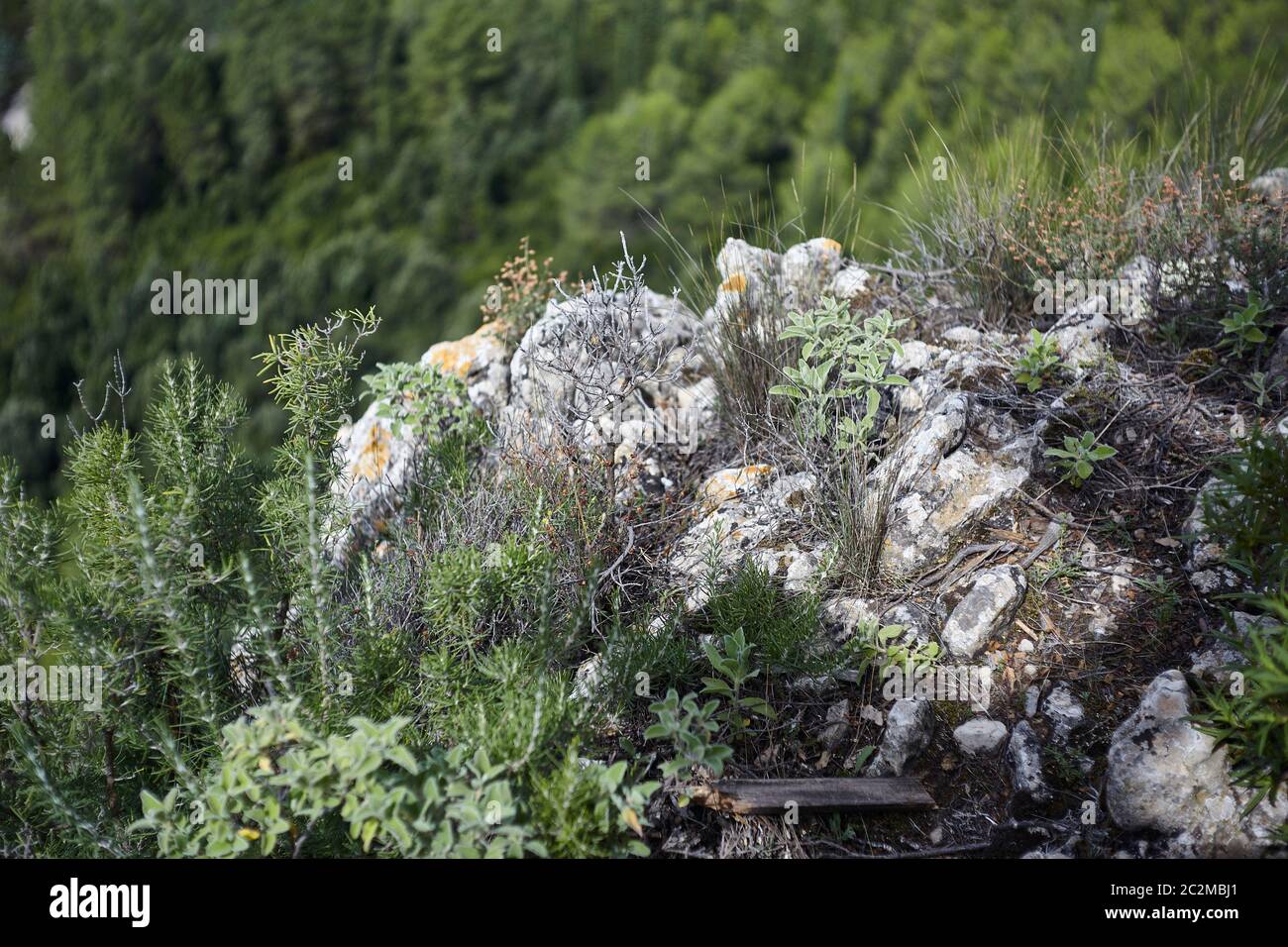 Small rosemary shrub grows indigenously among the rocks of the ...