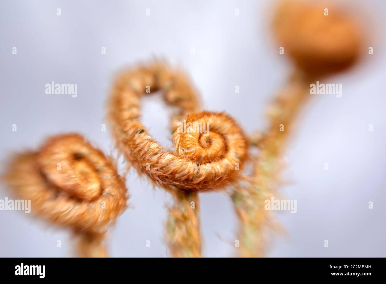 Fuzzy fern hi-res stock photography and images - Alamy