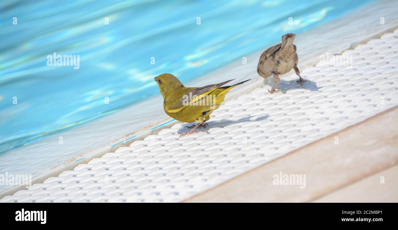 Colorful birds trying to drink in the water at the edge of a pool Stock ...