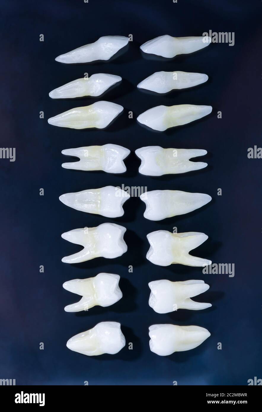 Teeth human top view hi-res stock photography and images - Alamy