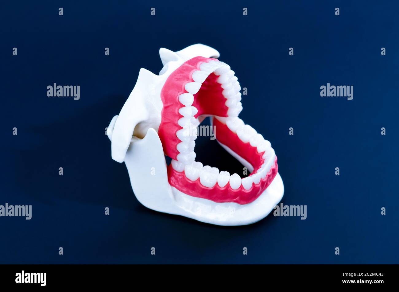 Dentist orthodontic teeth model Stock Photo - Alamy