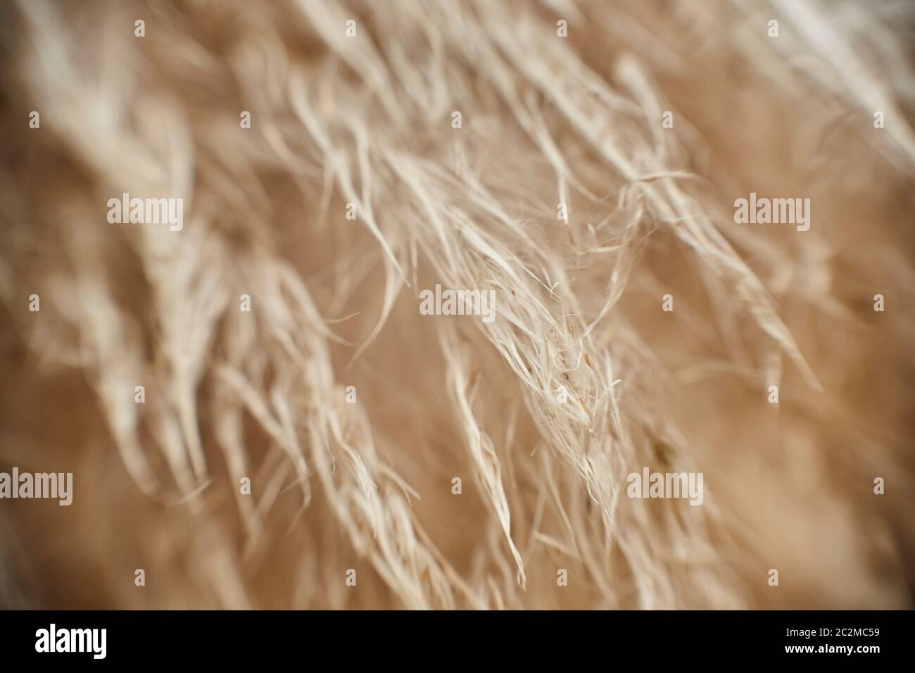 Enlarged detail hi-res stock photography and images - Alamy