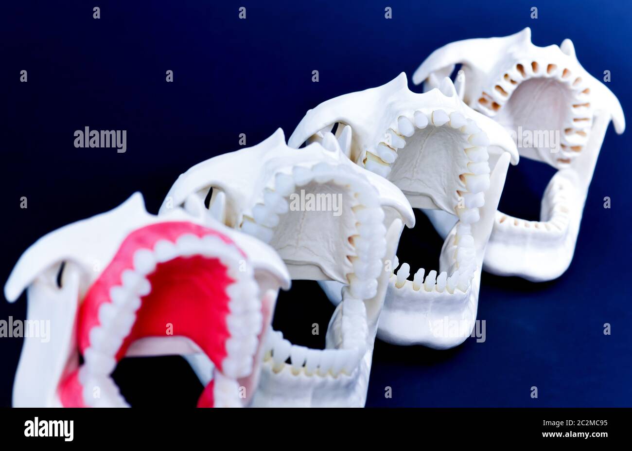 Dentist orthodontic teeth models Stock Photo - Alamy