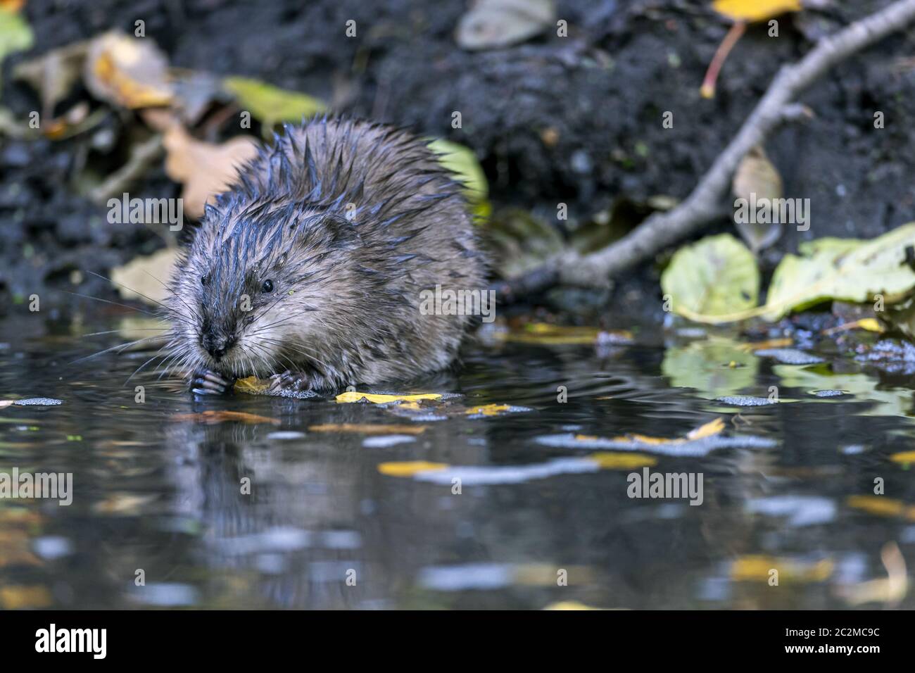 Cute muskrat hi-res stock photography and images - Alamy