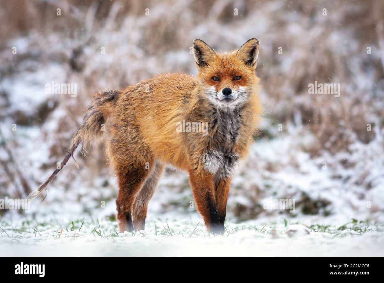 Arctic fox snow tail hi-res stock photography and images - Alamy
