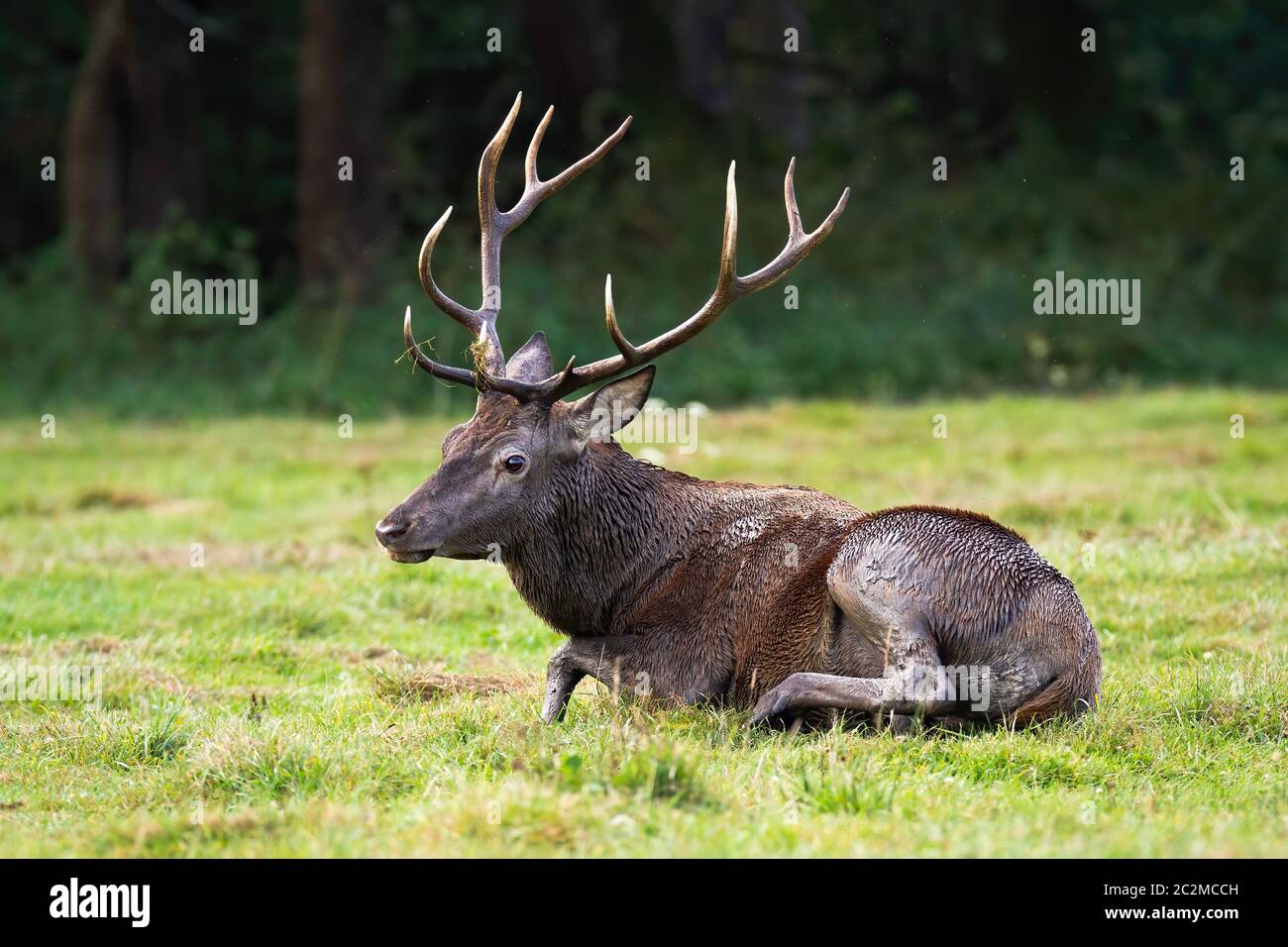 Tired red deer stag, cervus elaphus, resting by lying on the ground in ...