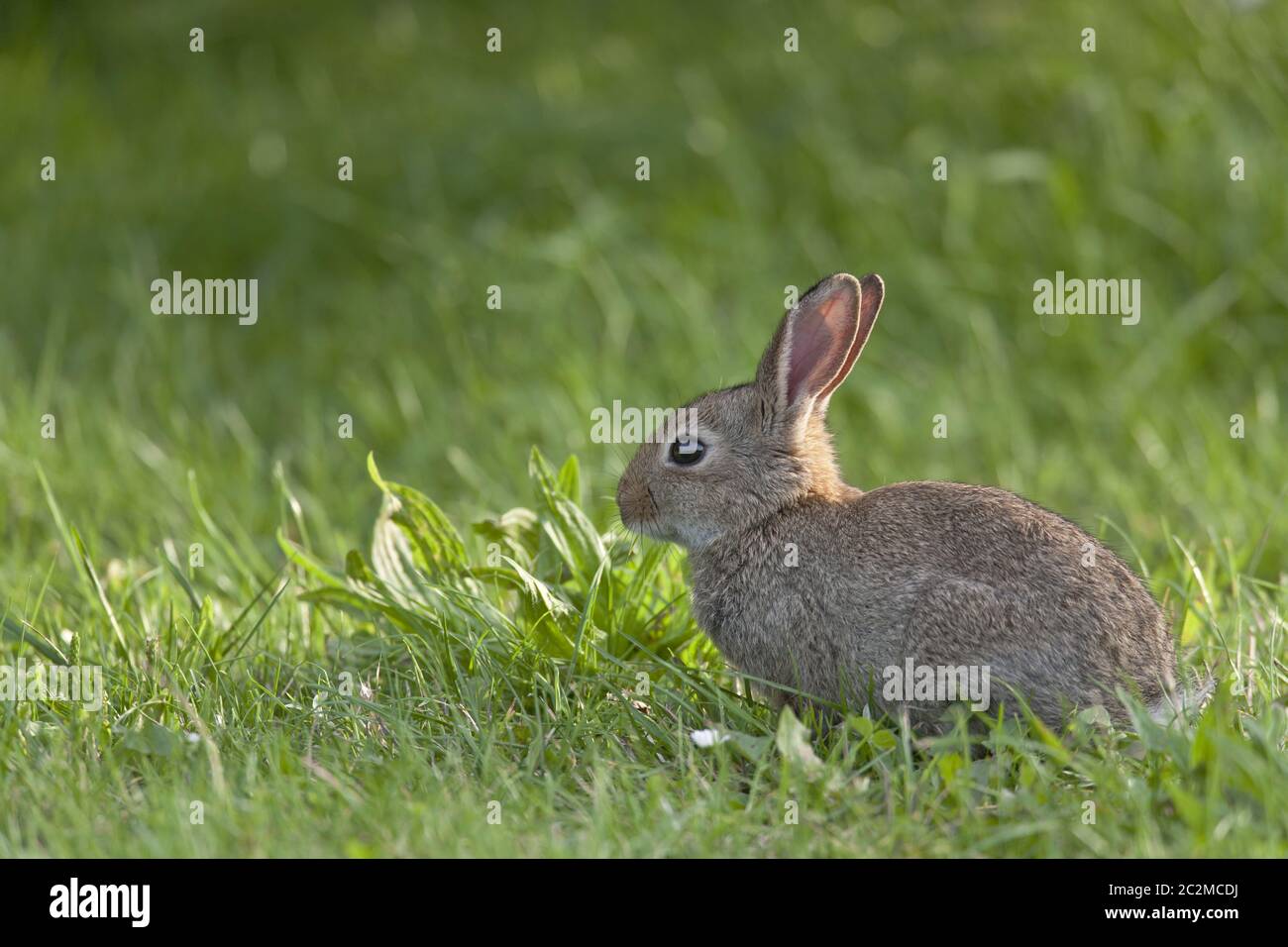 Real rabbit hi-res stock photography and images - Alamy