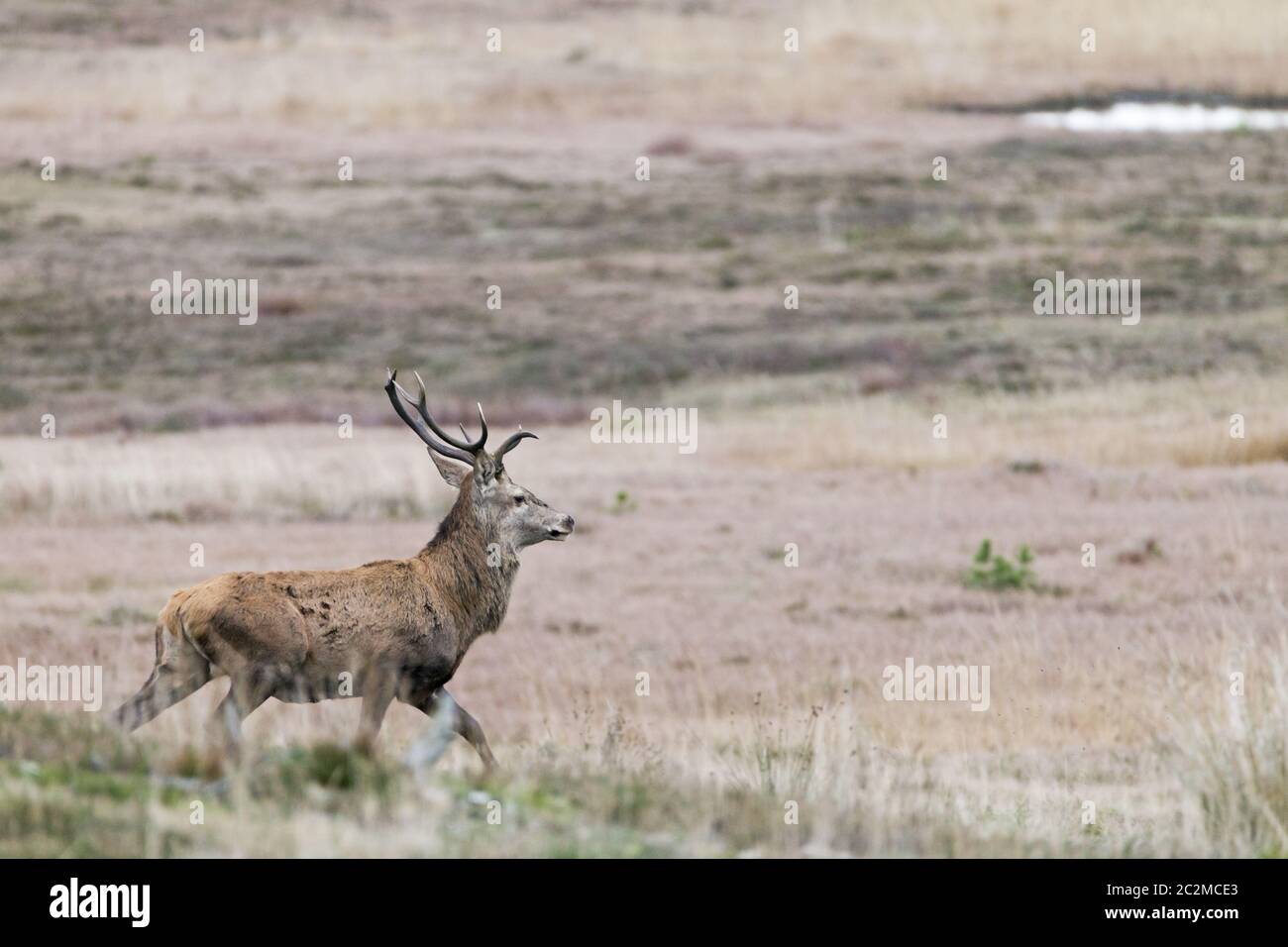 Red stag after the rut Stock Photo - Alamy