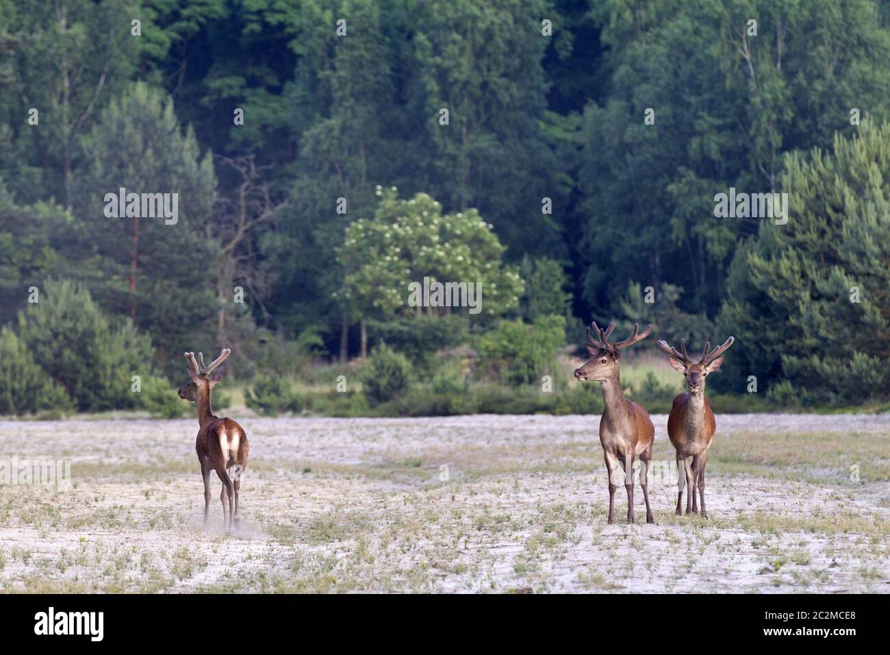 Deer with velvet hi-res stock photography and images - Alamy