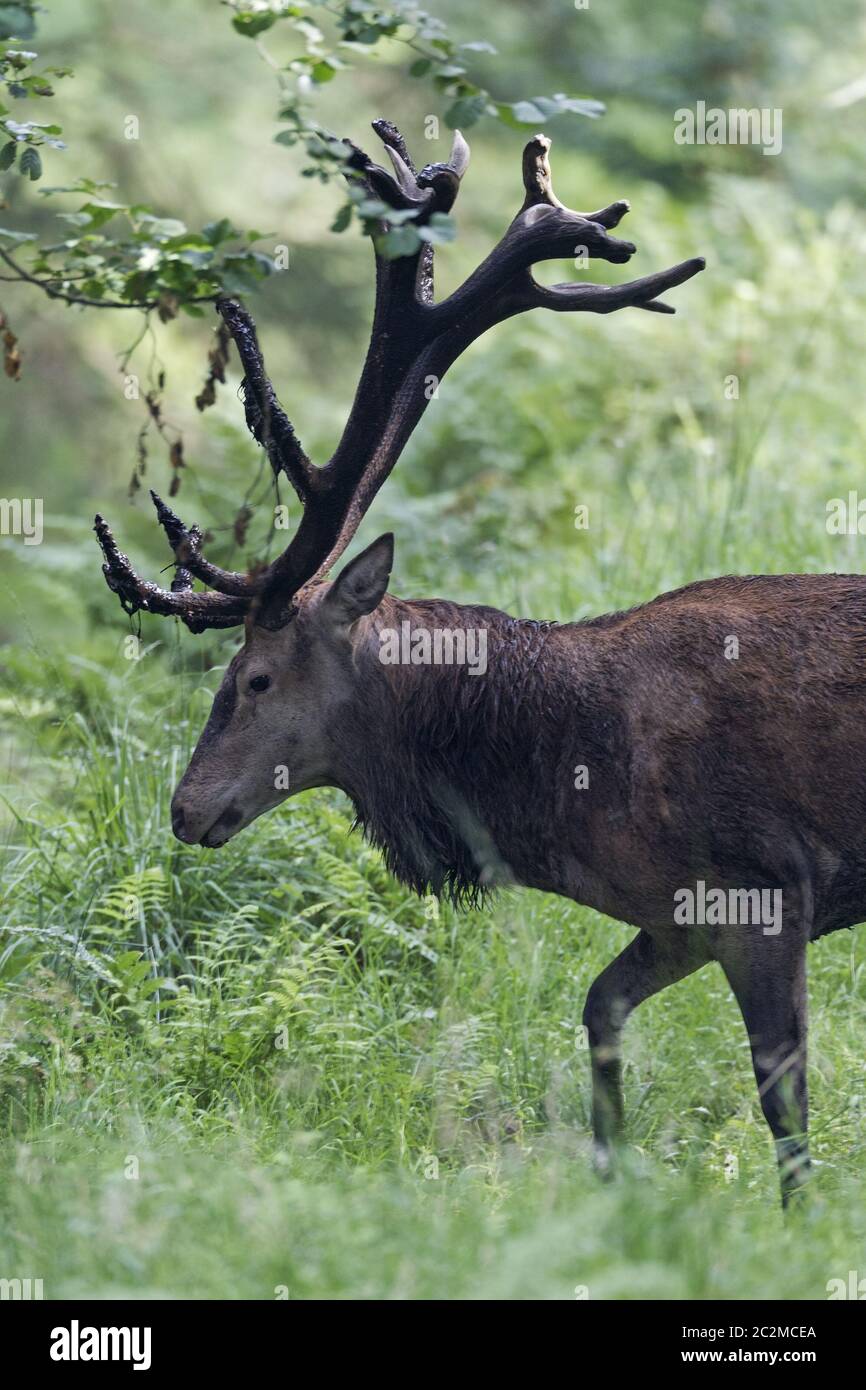 Red stag in the rut Stock Photo - Alamy
