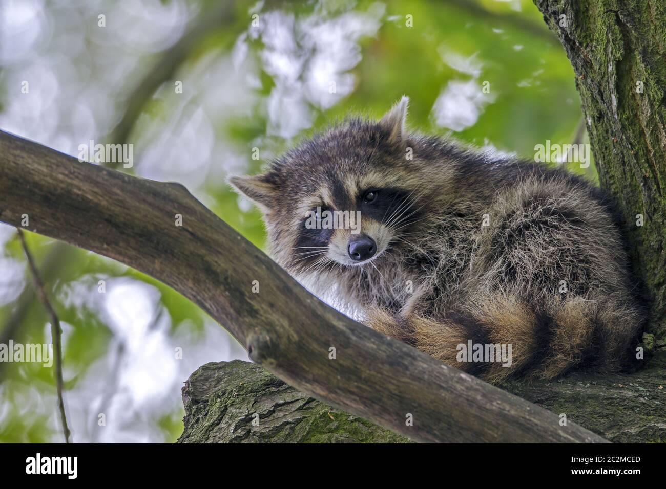 Raccoon on an oak tree Stock Photo - Alamy