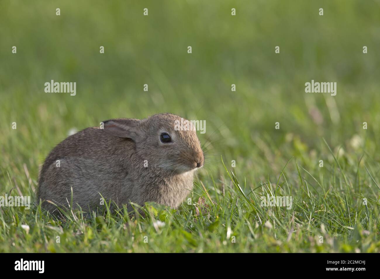 European Rabbit kit on a meadow Stock Photo - Alamy