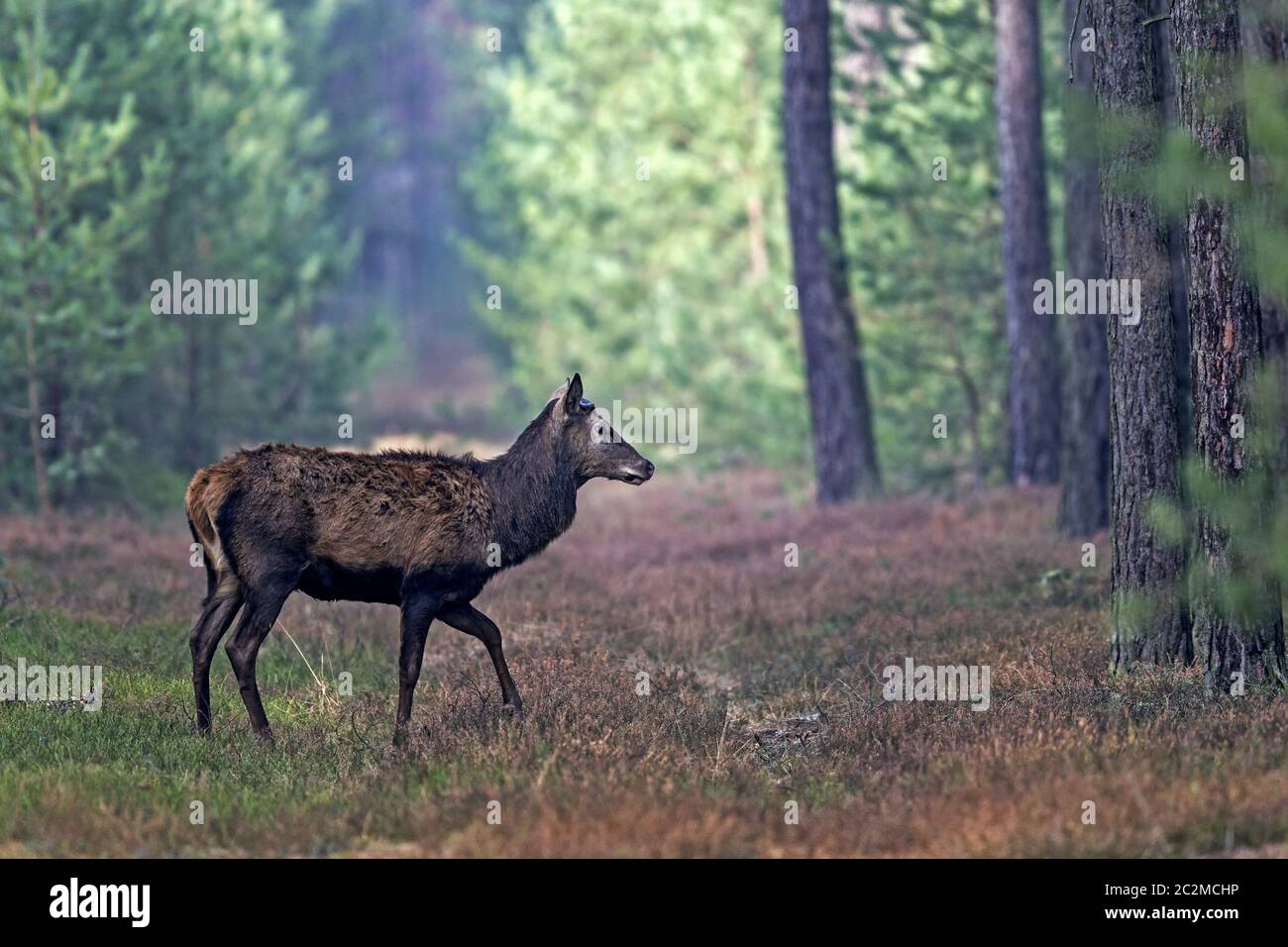 Red Deer stag with shed antlers Stock Photo - Alamy