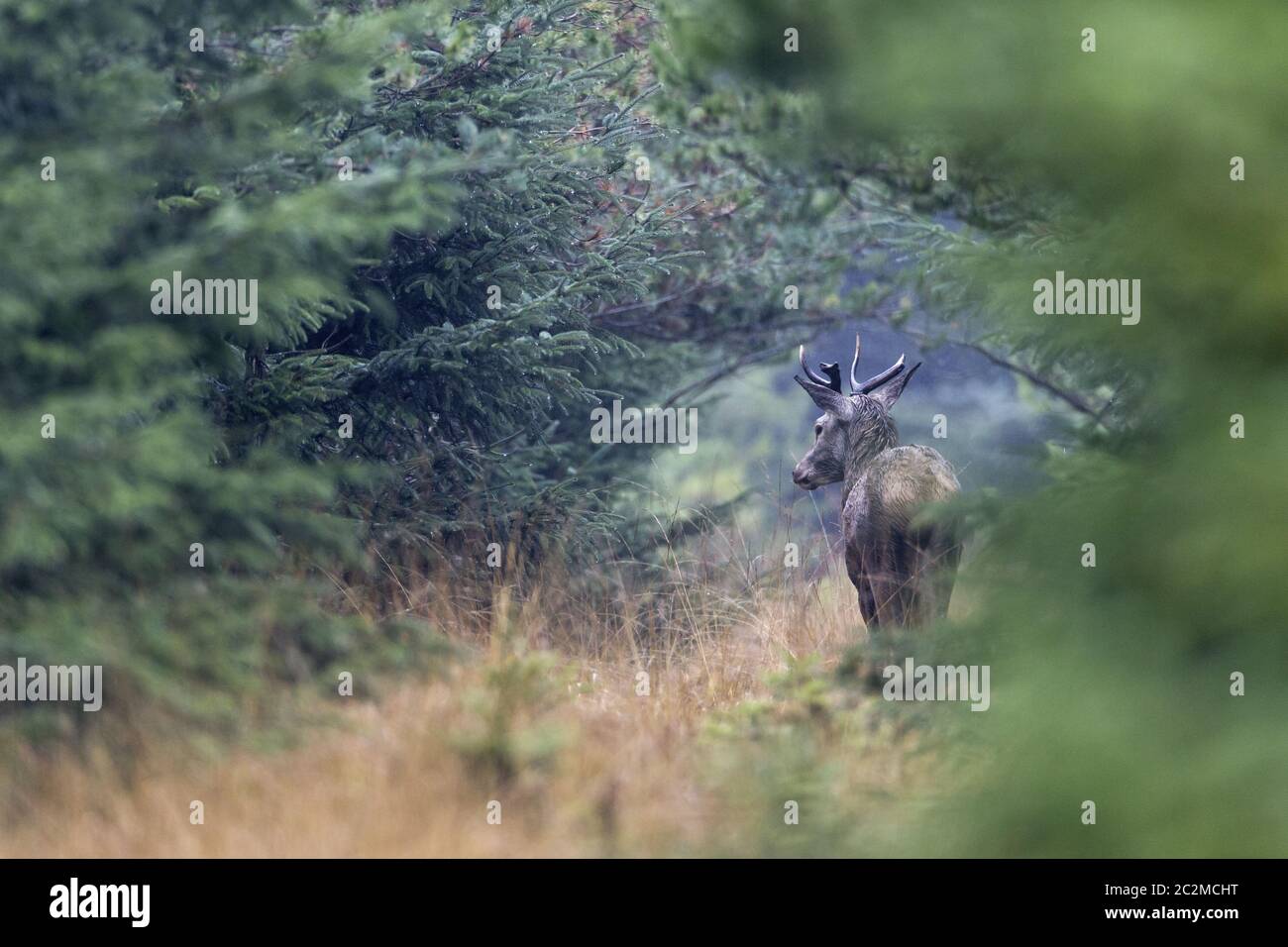 Red deer stag in forest hi-res stock photography and images - Alamy