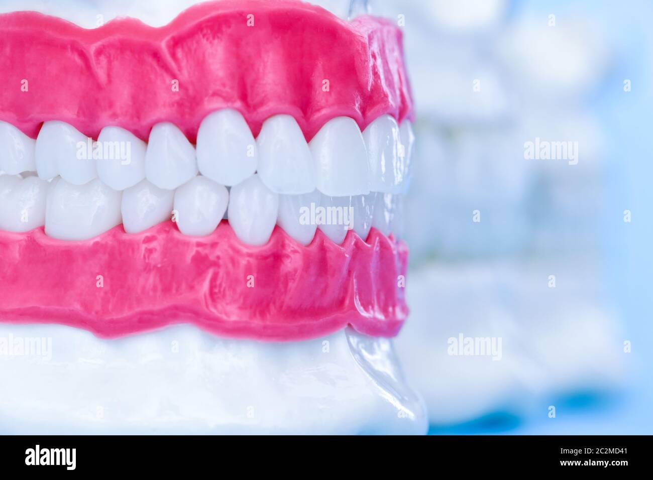 Human jaws with teeth and gums anatomy models Stock Photo - Alamy