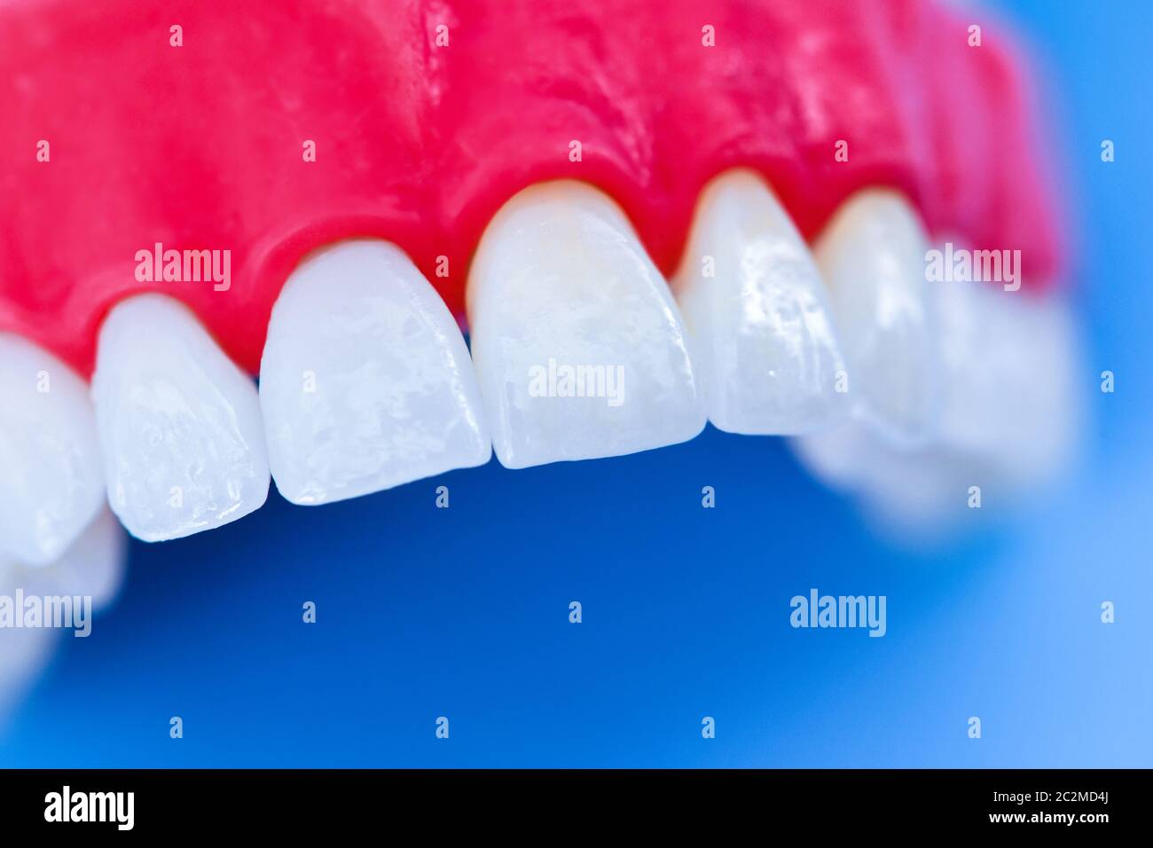 Upper human jaw with teeth and gums anatomy model Stock Photo - Alamy